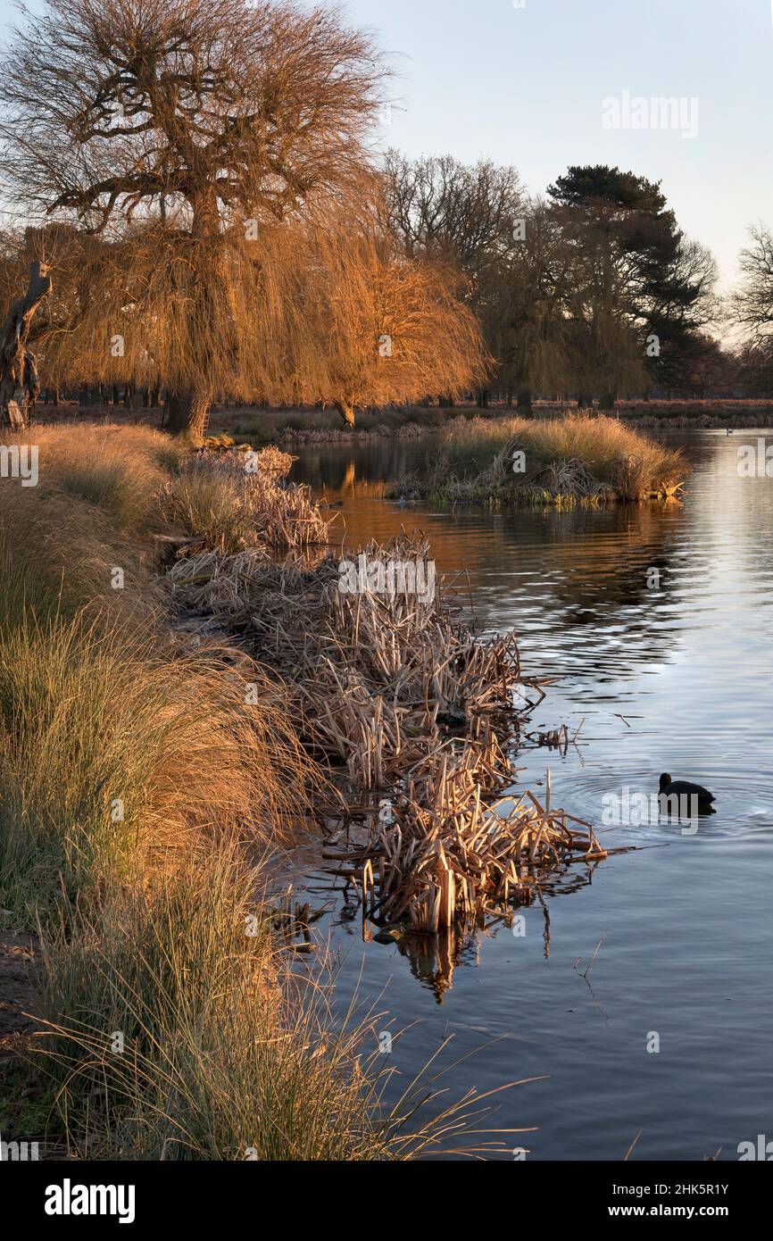 Dead reeds hi-res stock photography and images - Alamy