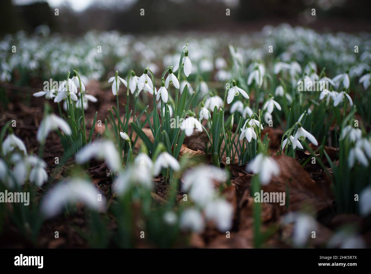 Snowdrops at the Royal Botanic Gardens in Kew, west London, as the warm ...