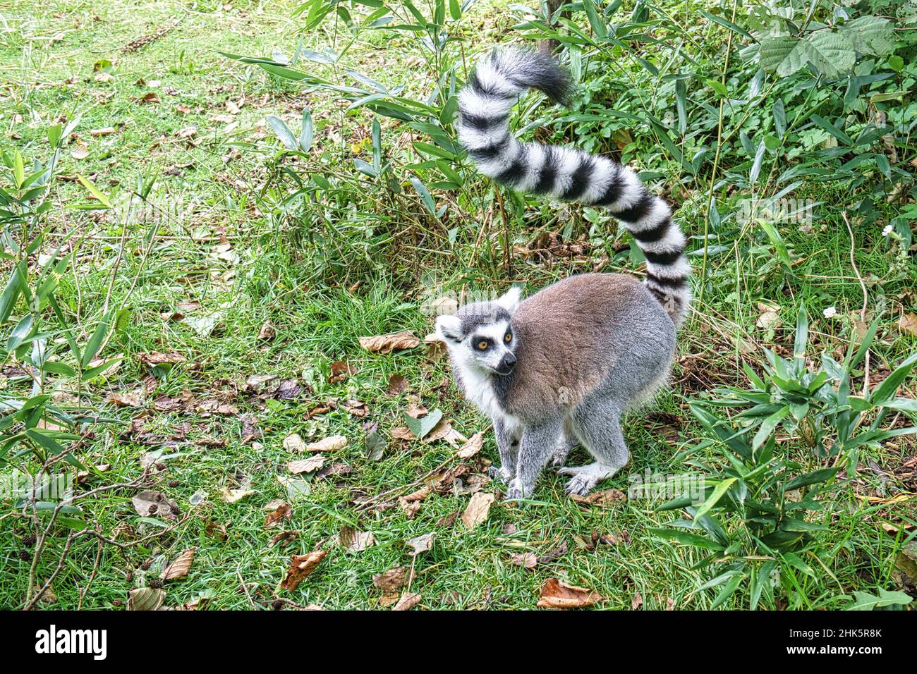 Monkey on the ground hi-res stock photography and images - Alamy