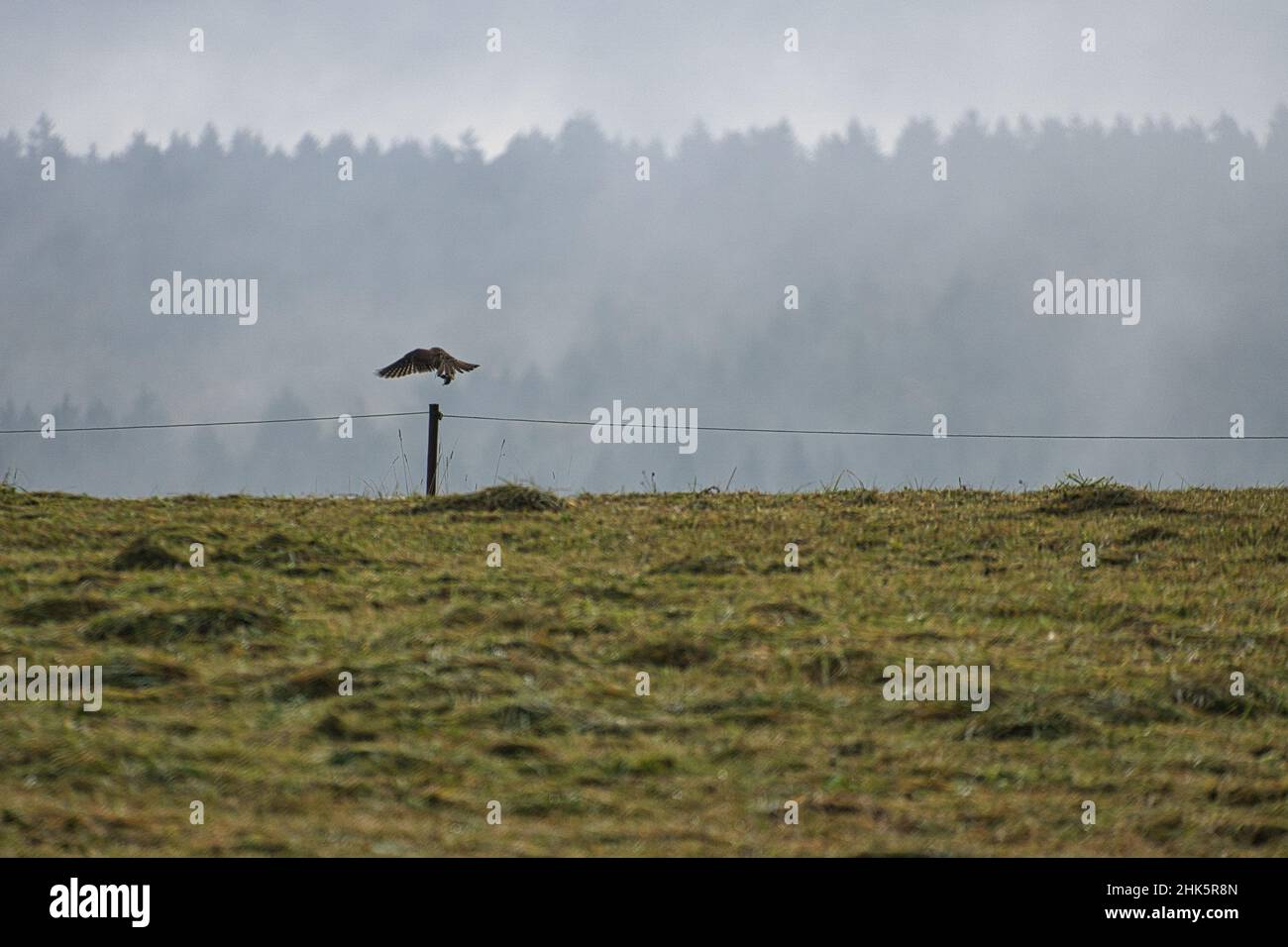 bird of prey that brings its beaten prey away. In the morning during a ...