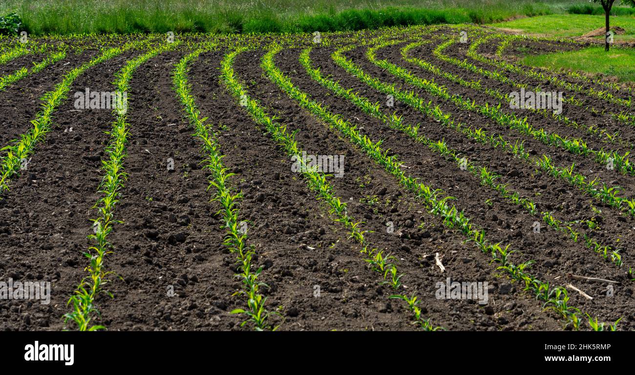 little corn plant seedling field rows next to a meadow in sunshine ...