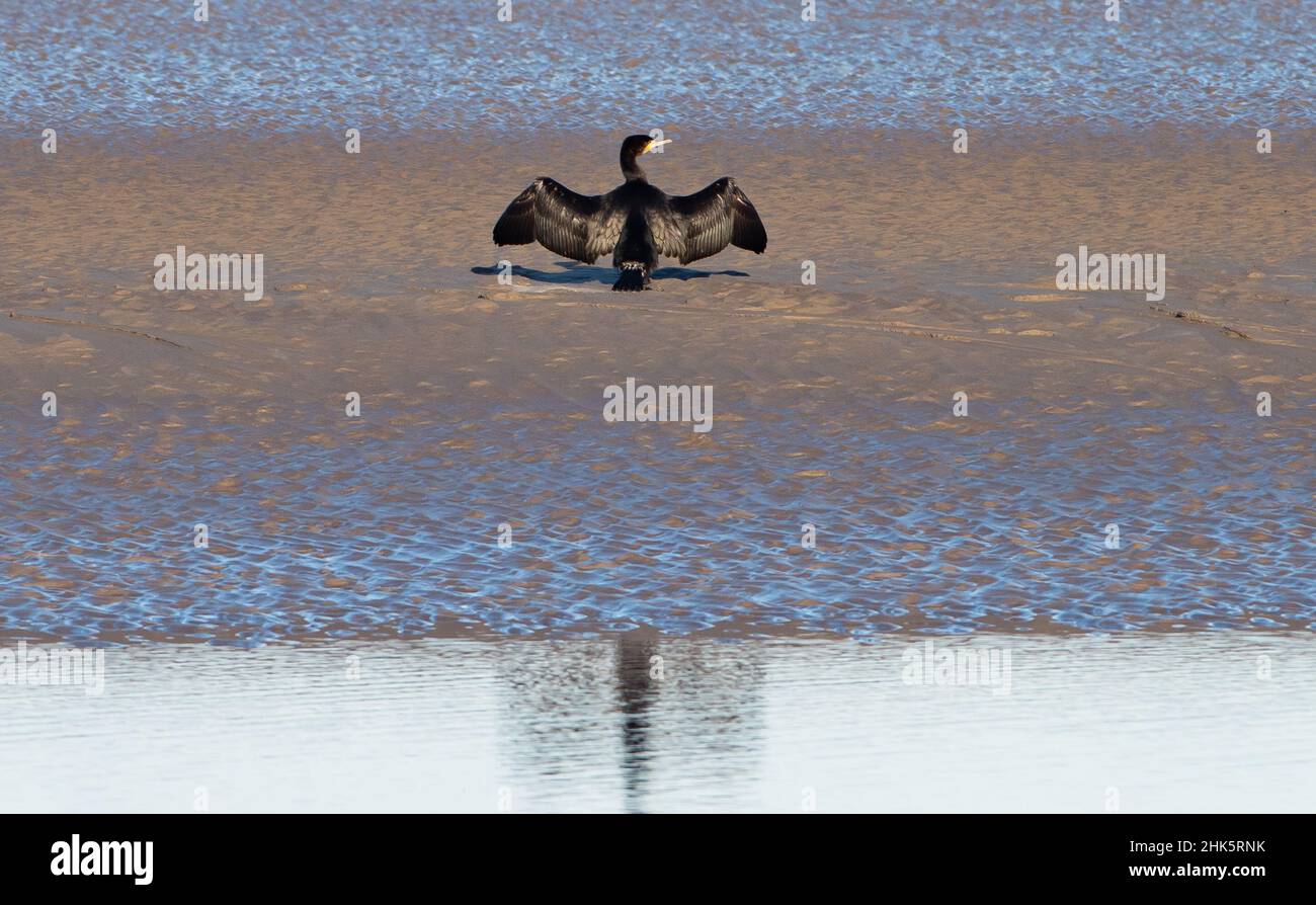 A cormorant drying it's wings, Arnside, Milnthorpe, Cumbria, UK Stock ...