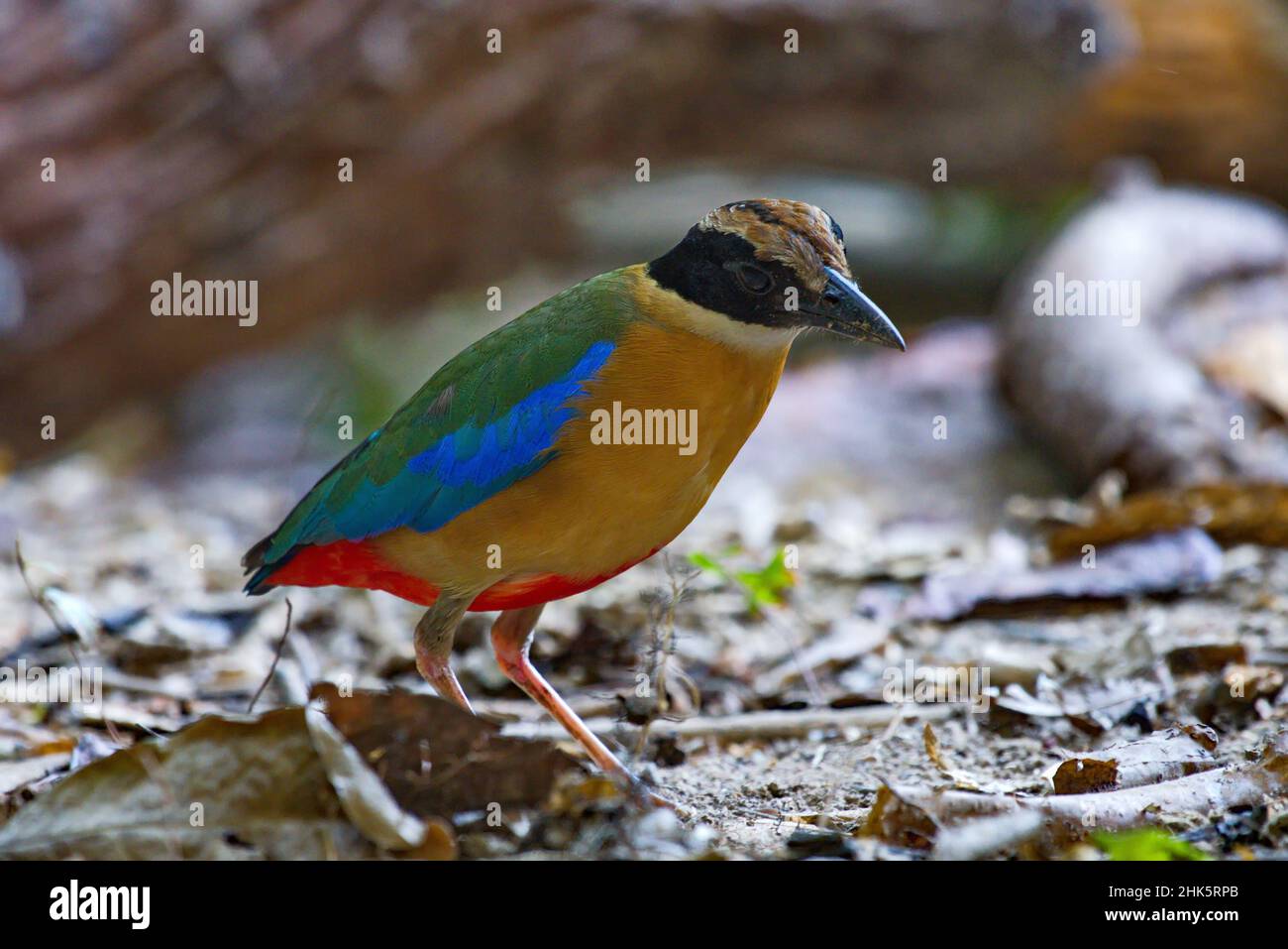 Variety of Pitta birds Blue winged pitta Stock Photo - Alamy
