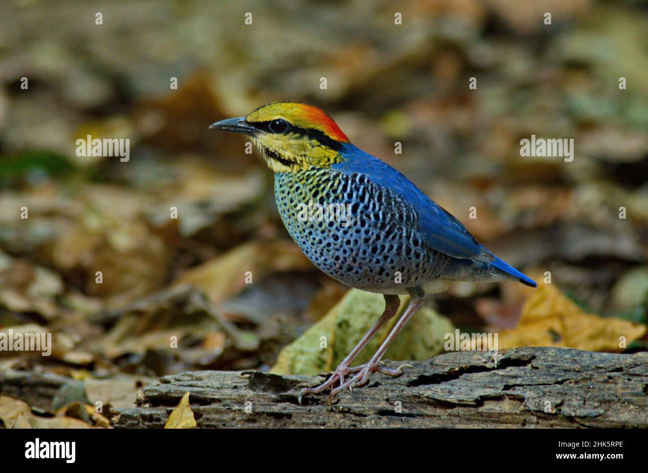 blue pitta Variety of Pitta birds Stock Photo - Alamy