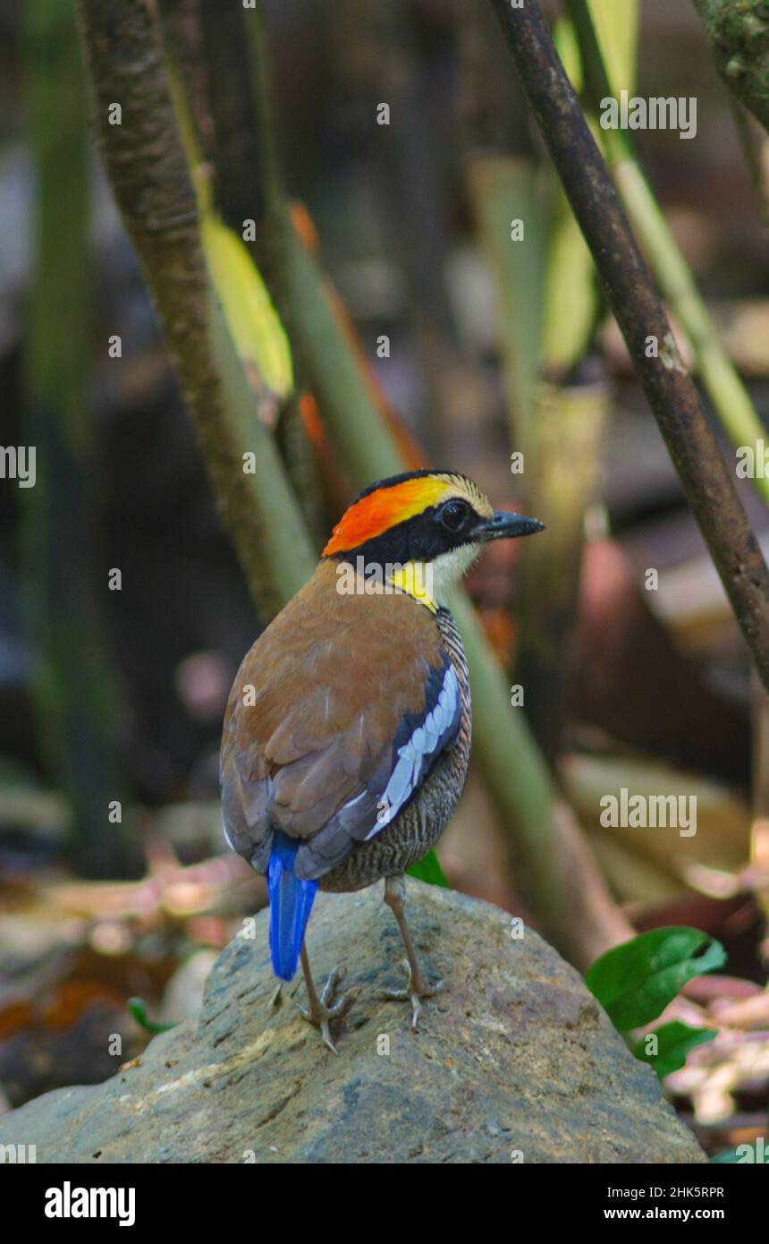 Mangrove pitta bird hi-res stock photography and images - Alamy
