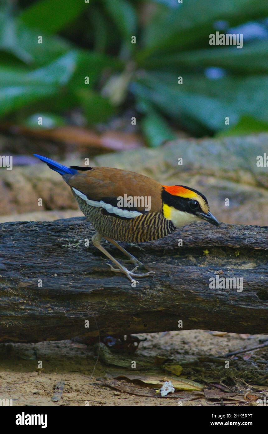 Mangrove pitta bird hi-res stock photography and images - Alamy