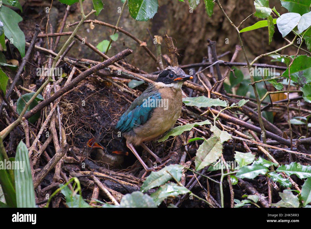 Variety of Pitta birds Blue winged pitta Stock Photo - Alamy