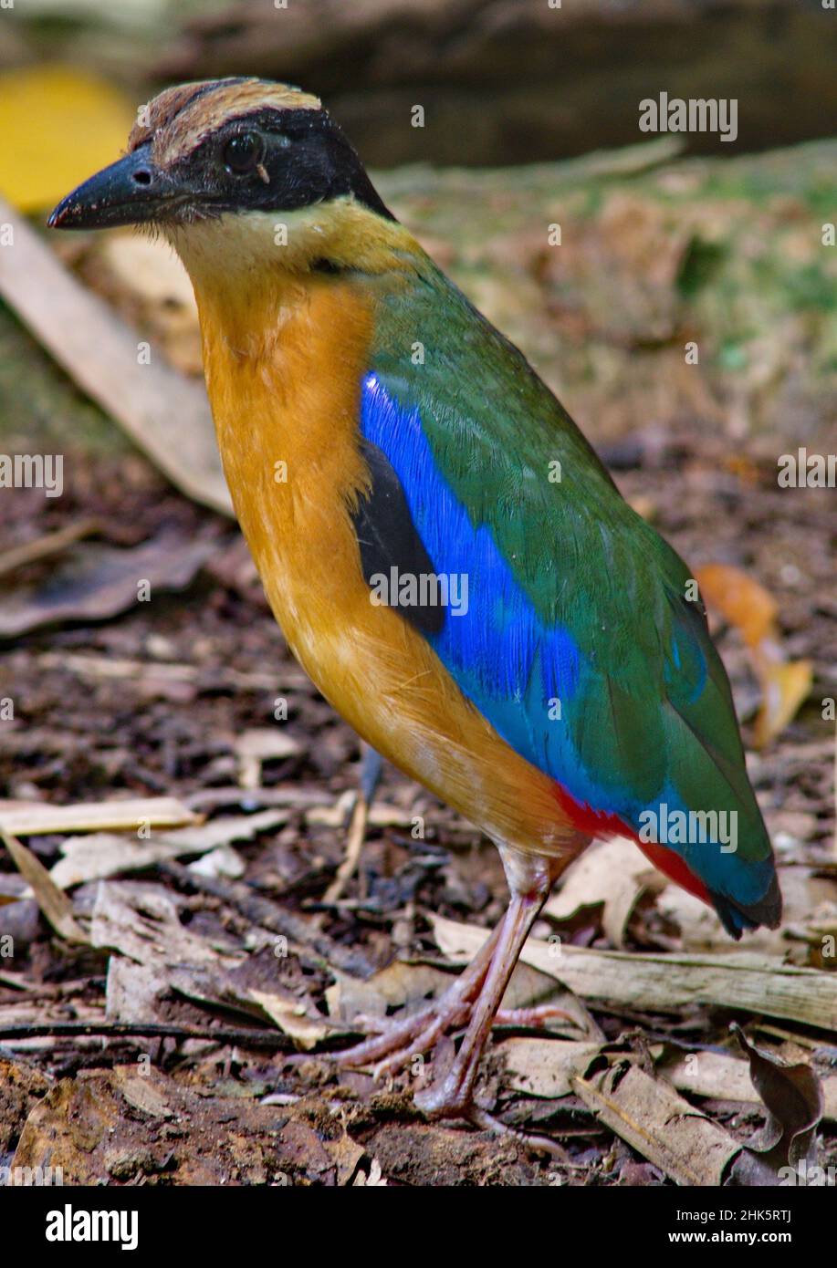 Variety of Pitta birds Blue winged pitta Stock Photo - Alamy