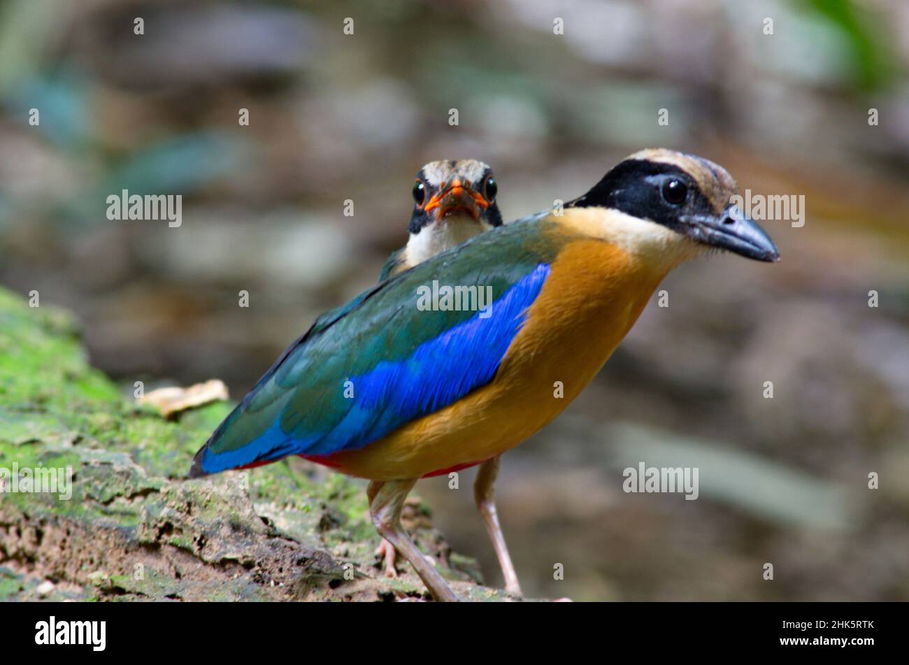 Variety of Pitta birds Blue winged pitta Stock Photo - Alamy