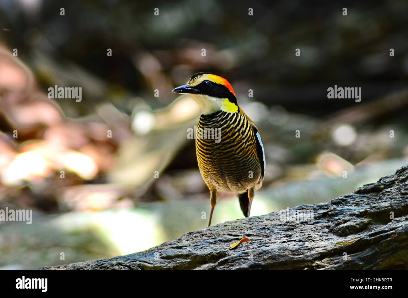 Mangrove pitta bird hi-res stock photography and images - Alamy