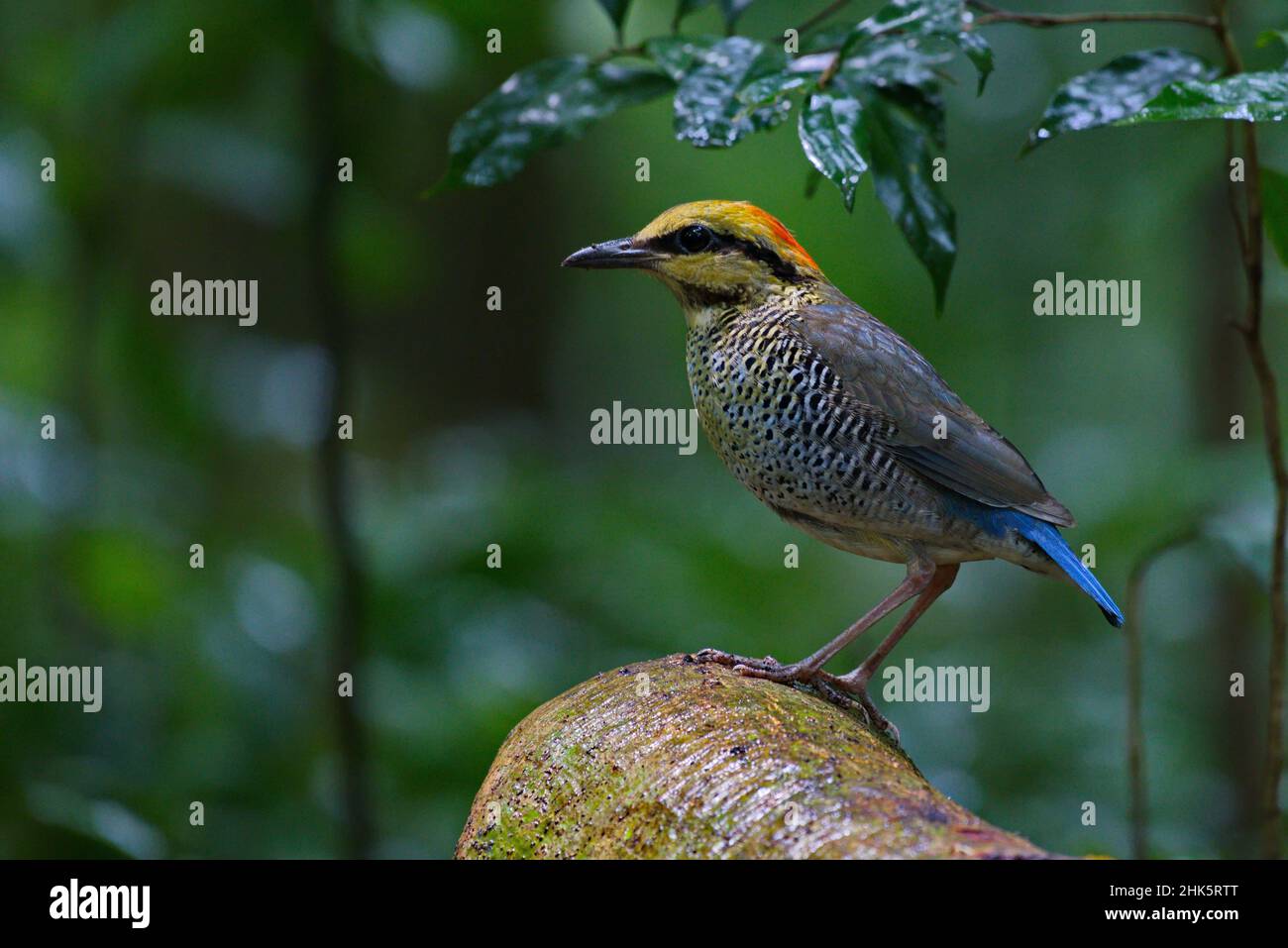 blue pitta Variety of Pitta birds Stock Photo - Alamy