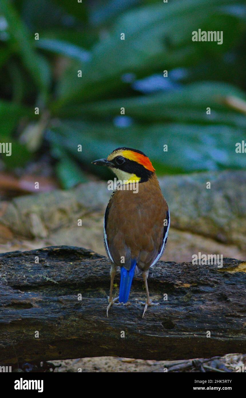 Banded Pitta Variety of Pitta birds Stock Photo - Alamy