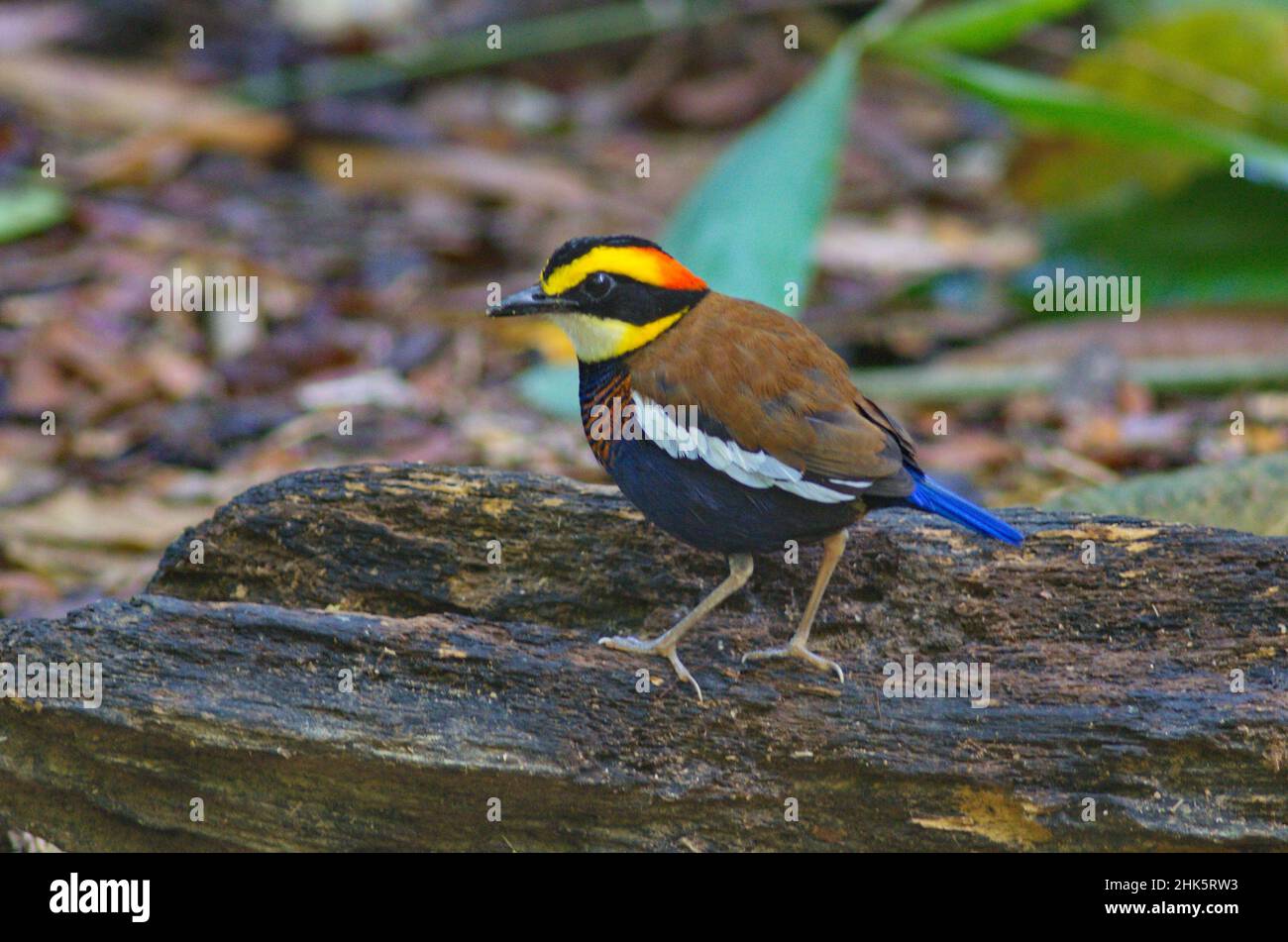 Banded Pitta Variety of Pitta birds Stock Photo - Alamy