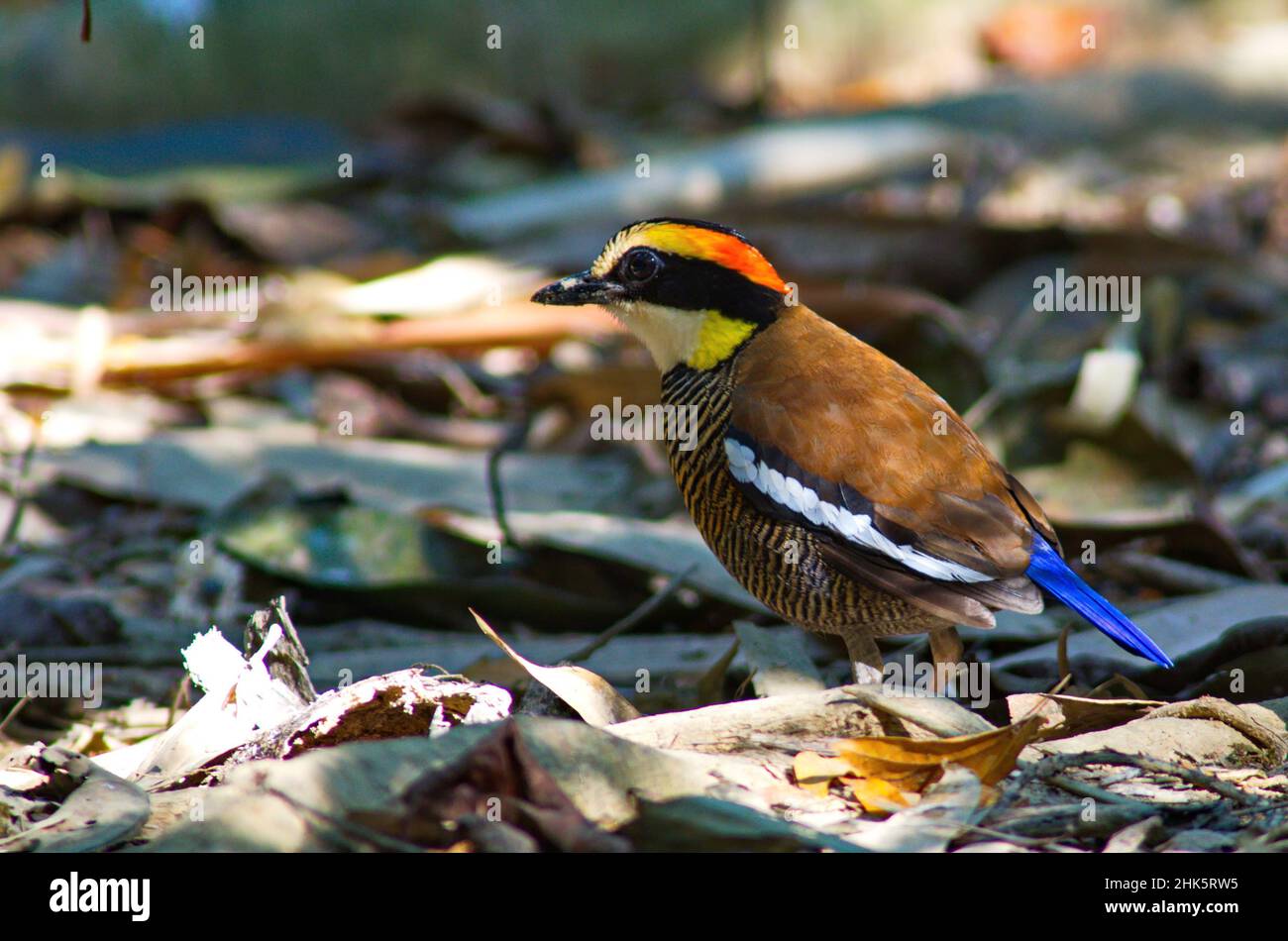 Banded Pitta Variety of Pitta birds Stock Photo - Alamy