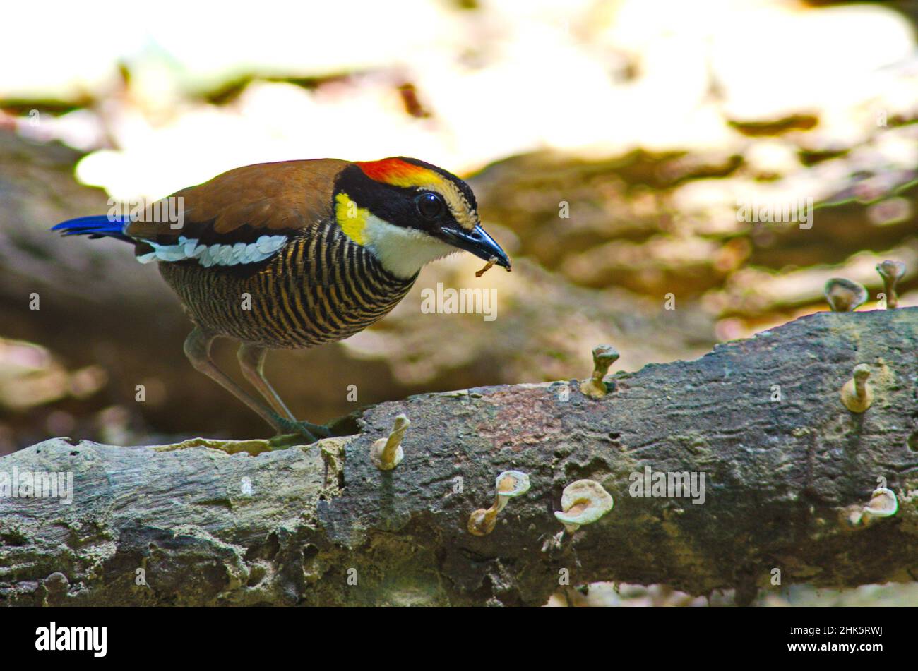 Banded Pitta Variety of Pitta birds Stock Photo - Alamy