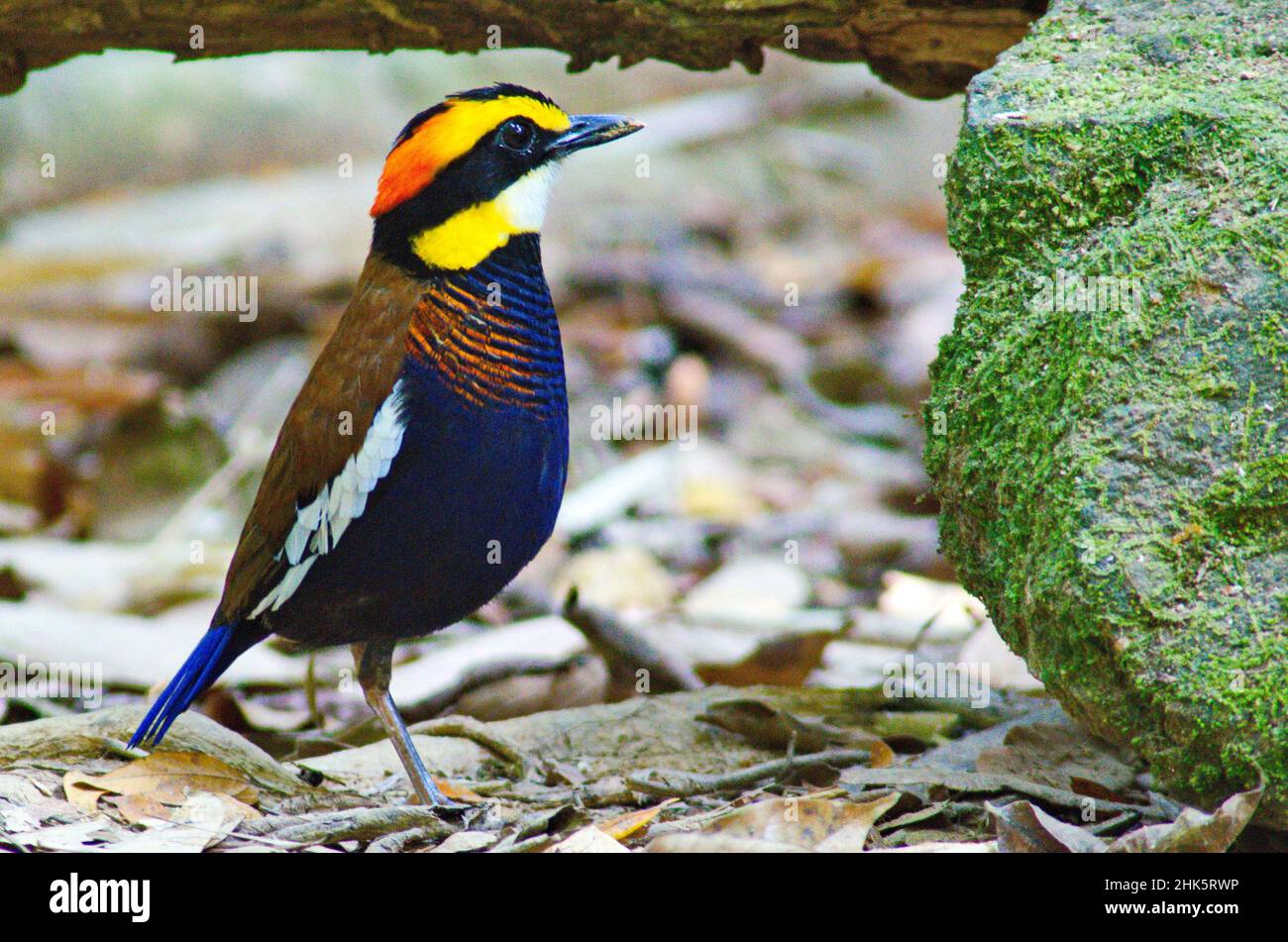 Banded Pitta Variety of Pitta birds Stock Photo - Alamy