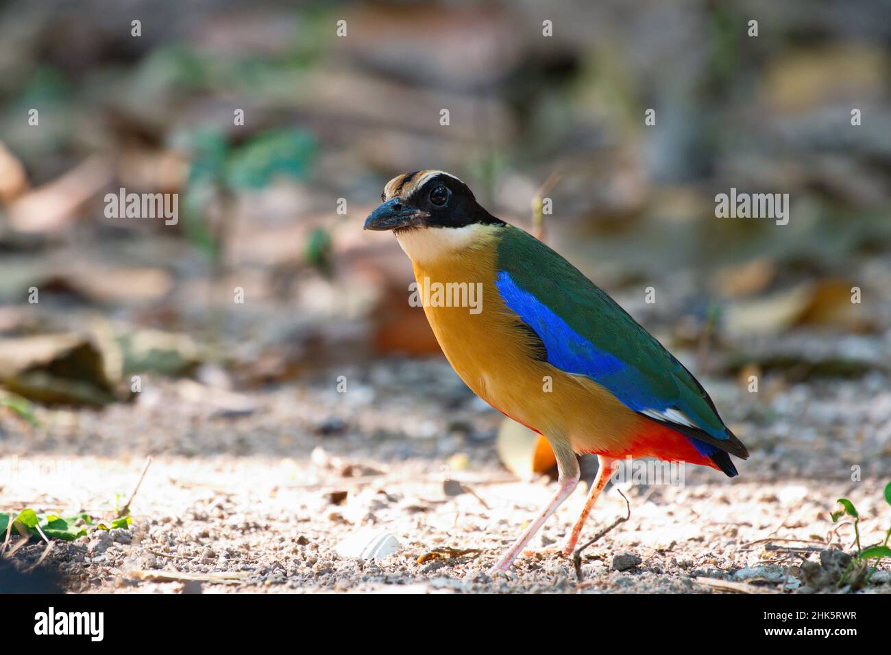 Variety of Pitta birds Blue winged pitta Stock Photo - Alamy