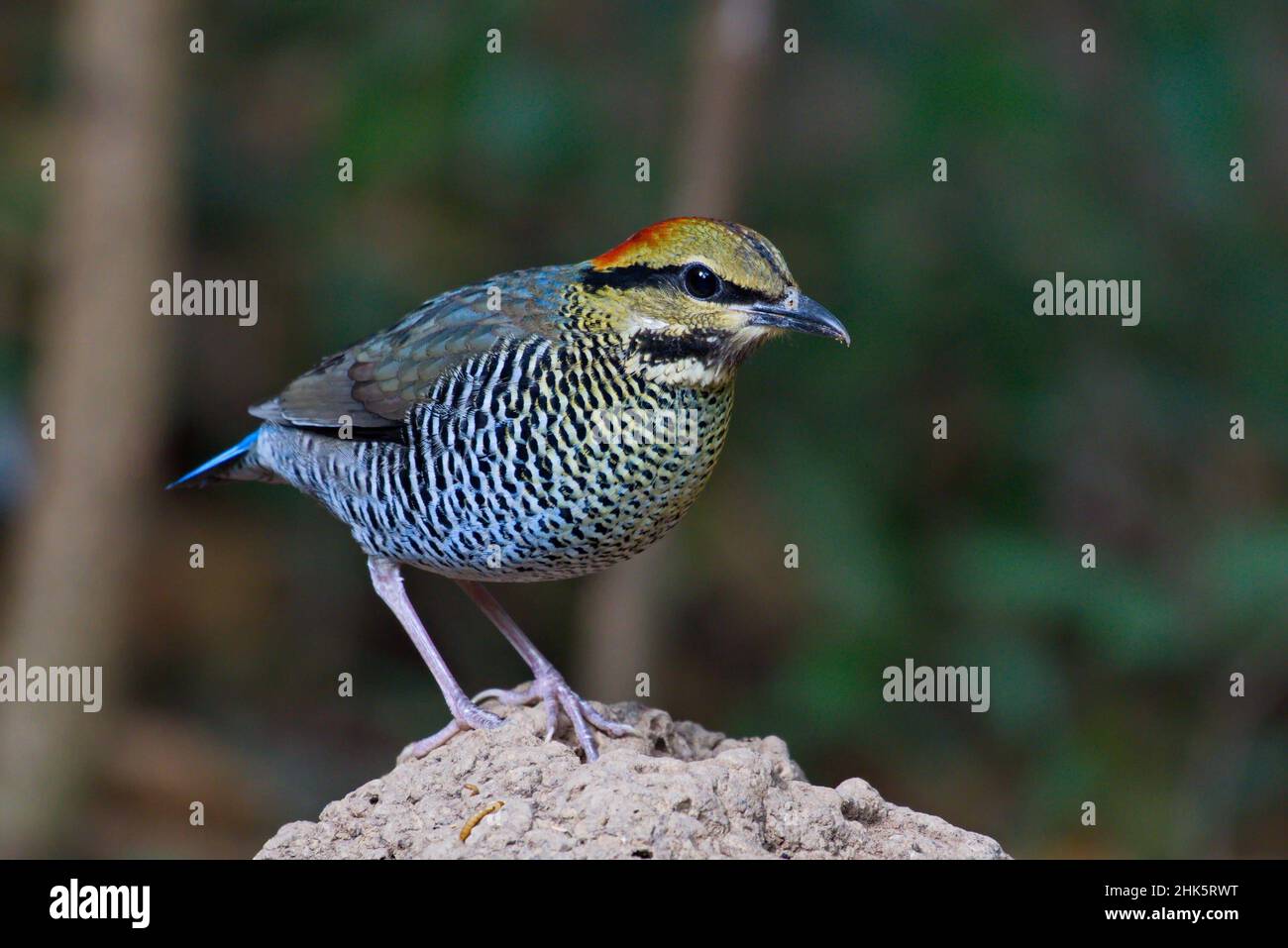 Blue naped pitta hi-res stock photography and images - Alamy
