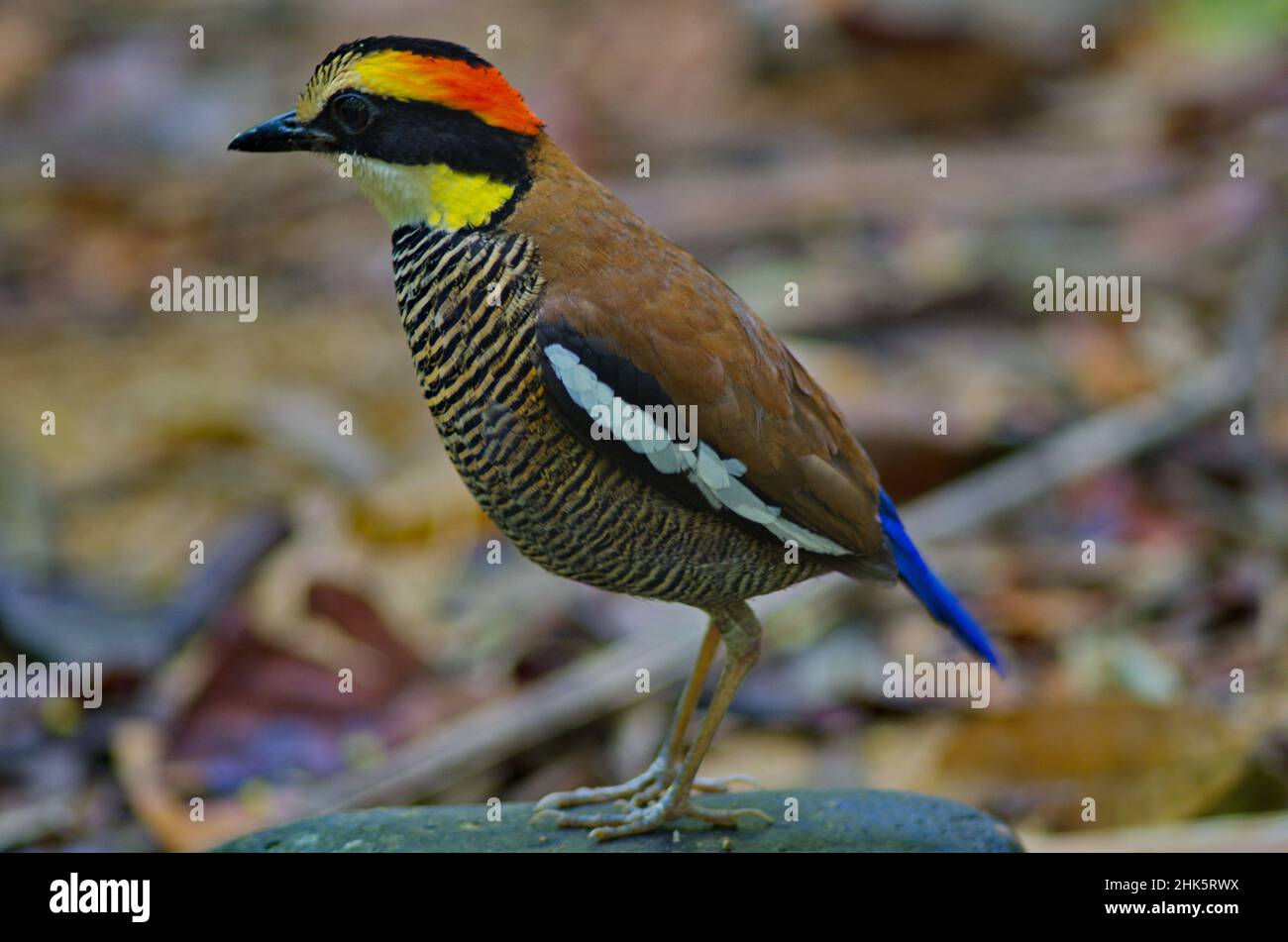 Malayan banded pitta hi-res stock photography and images - Alamy