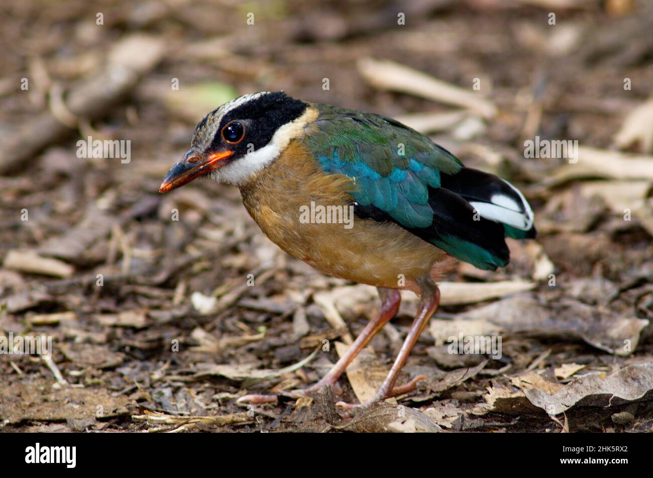Mangrove pitta bird hi-res stock photography and images - Alamy