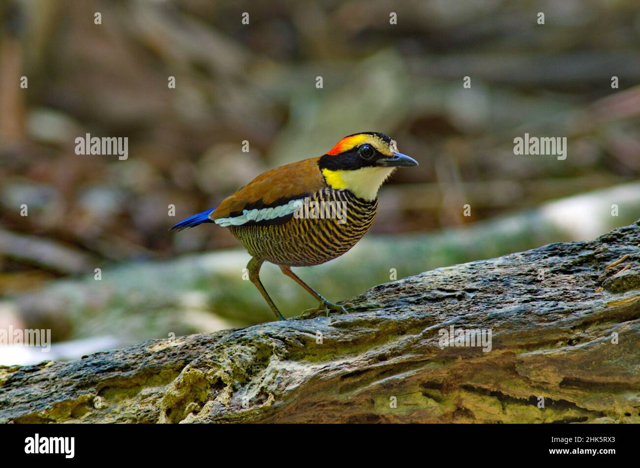Banded Pitta Variety of Pitta birds Stock Photo - Alamy
