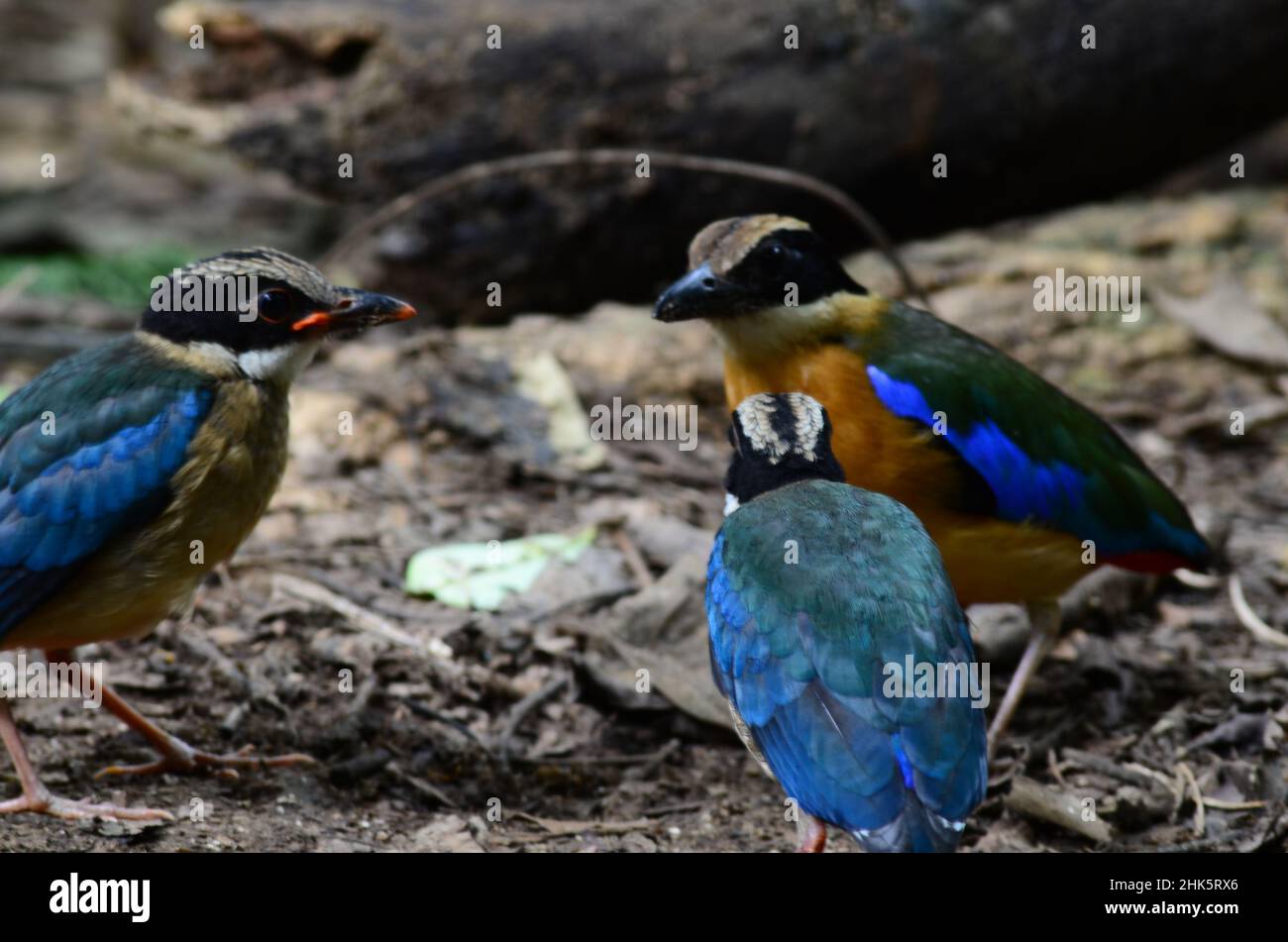 Variety of Pitta birds Blue winged pitta Stock Photo - Alamy