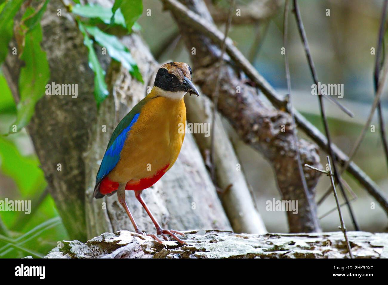 Mangrove pitta bird hi-res stock photography and images - Alamy