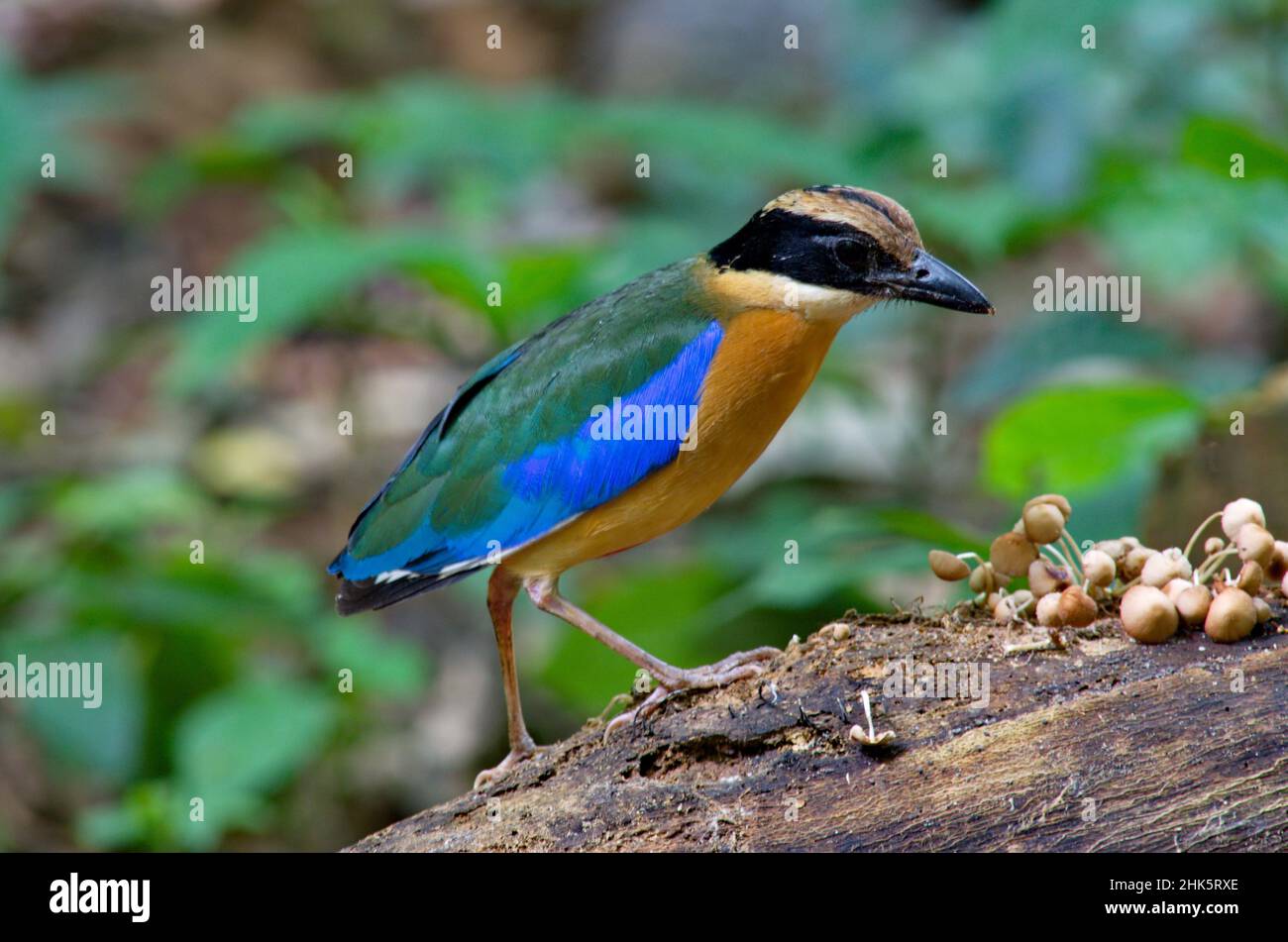 Variety of Pitta birds Blue winged pitta Stock Photo - Alamy