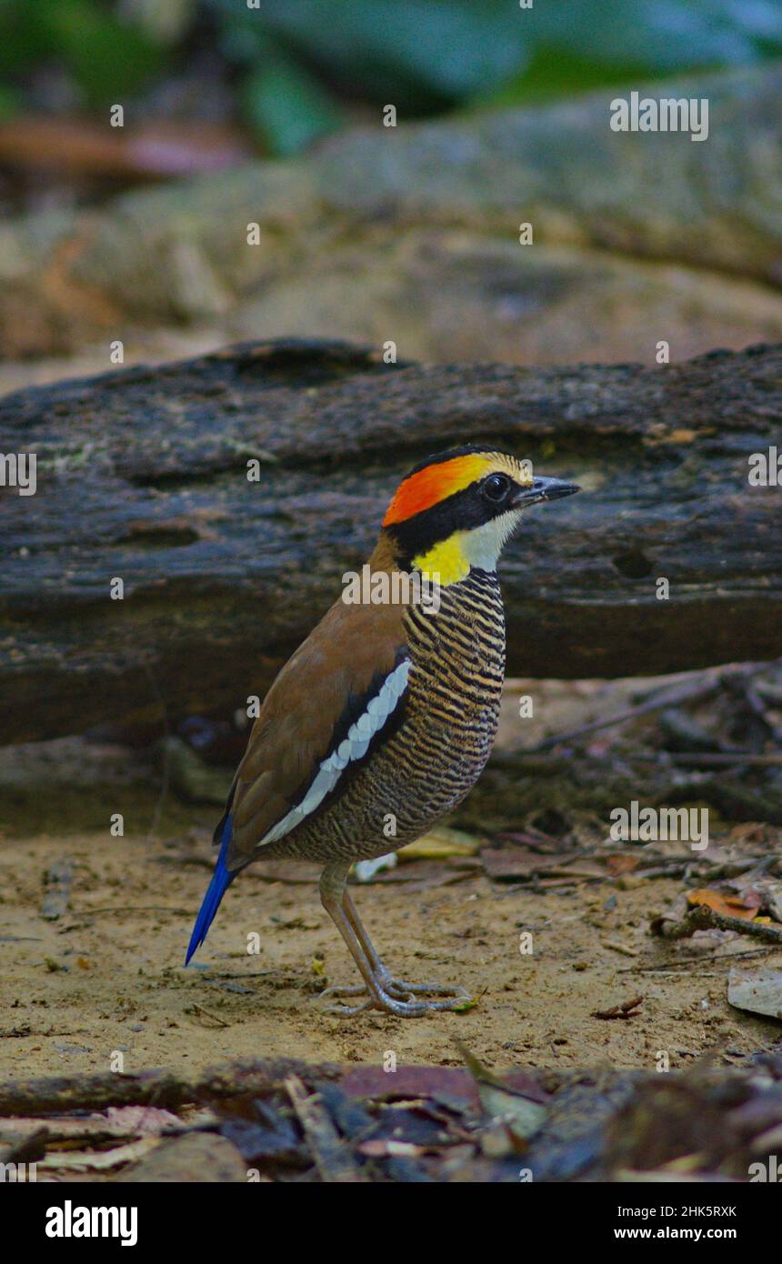 Banded Pitta Variety of Pitta birds Stock Photo - Alamy