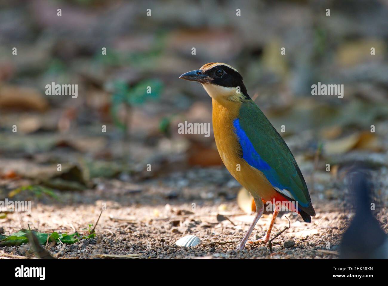 Variety of Pitta birds Blue winged pitta Stock Photo - Alamy