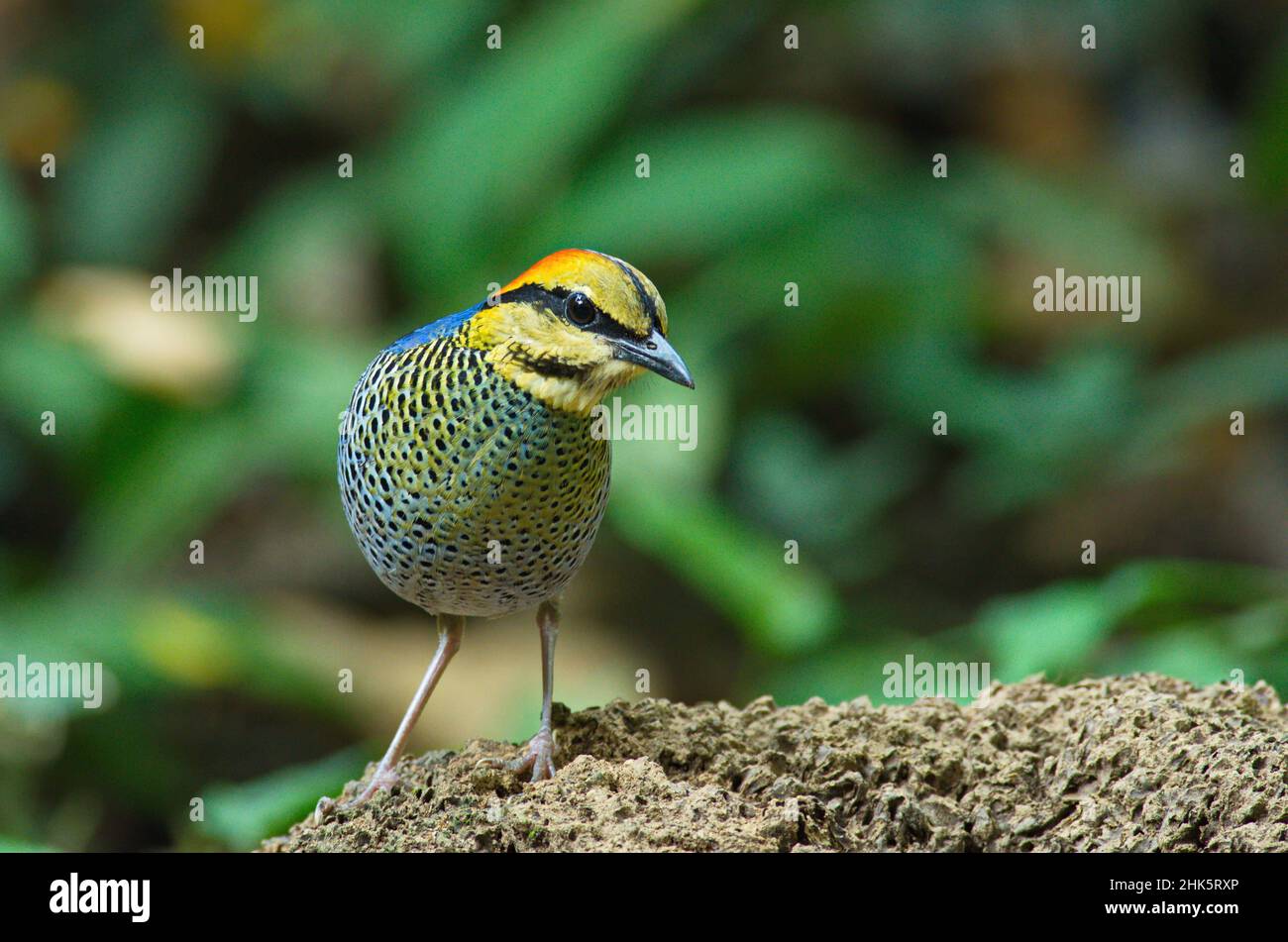 blue pitta Variety of Pitta birds Stock Photo - Alamy