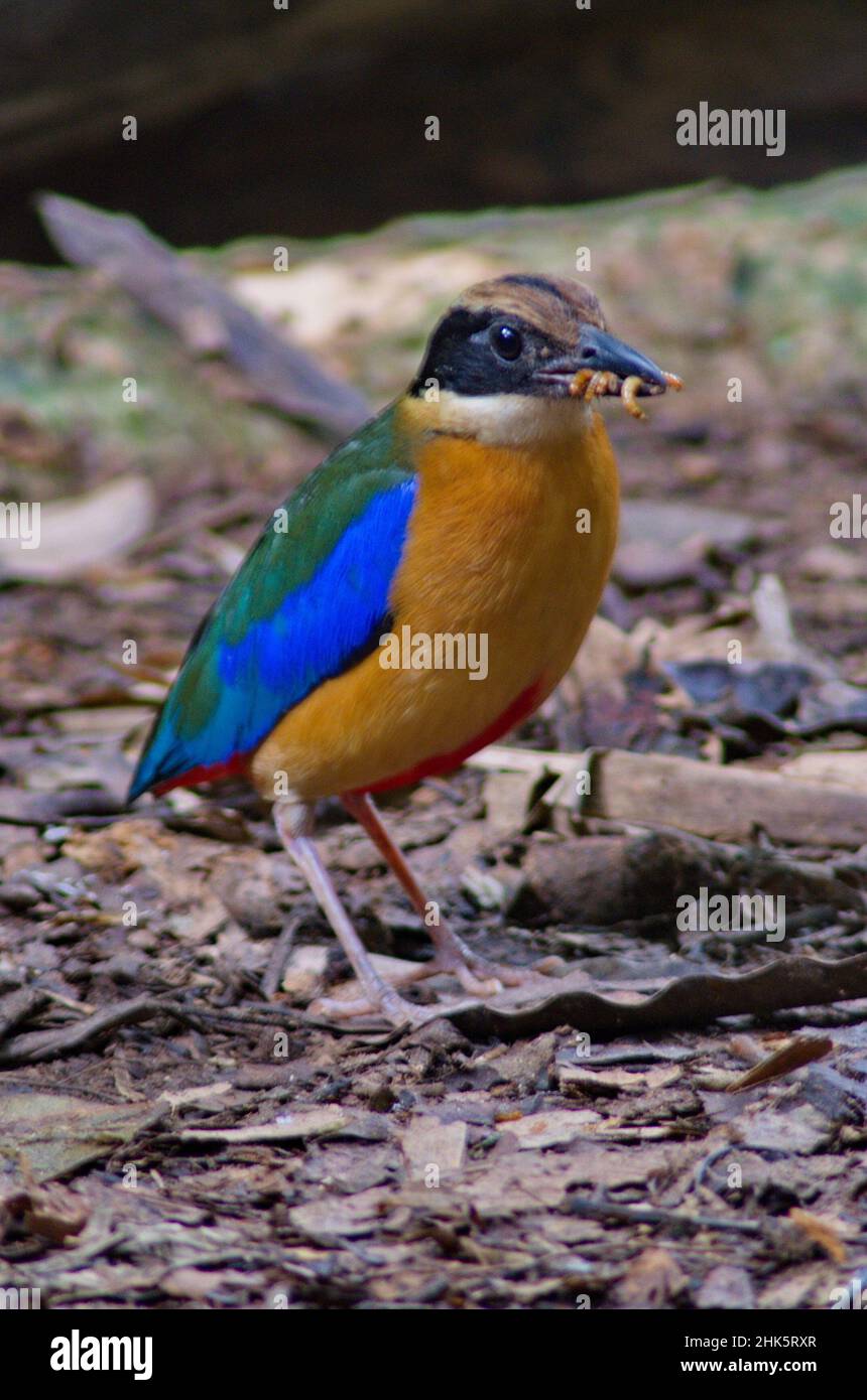 Variety of Pitta birds Blue winged pitta Stock Photo - Alamy