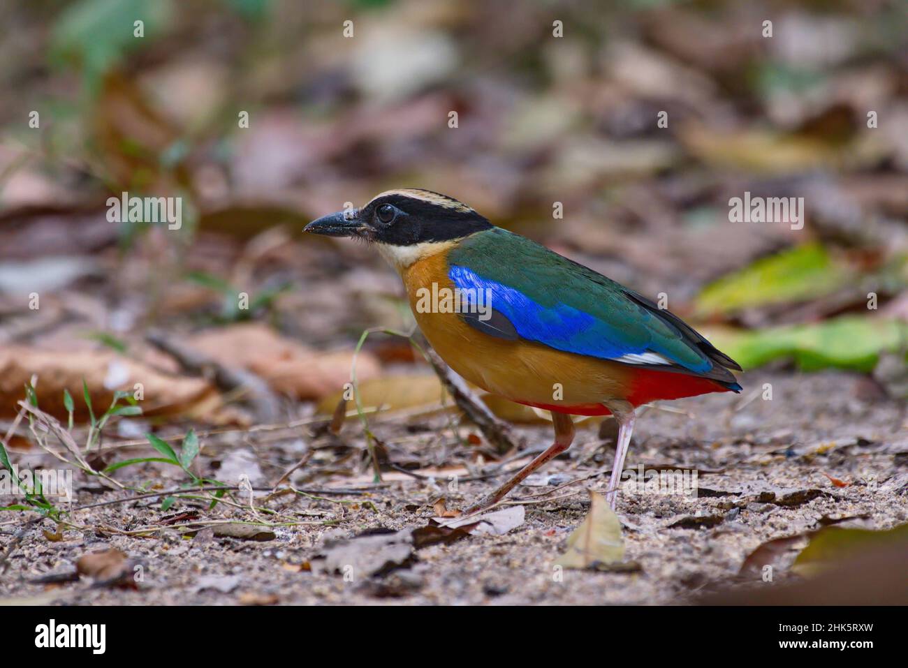 Mangrove pitta bird hi-res stock photography and images - Alamy