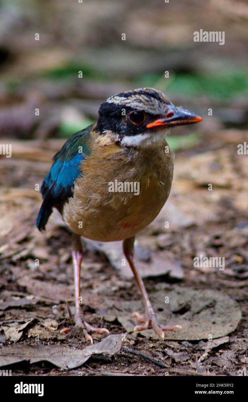Variety of Pitta birds Blue winged pitta Stock Photo - Alamy