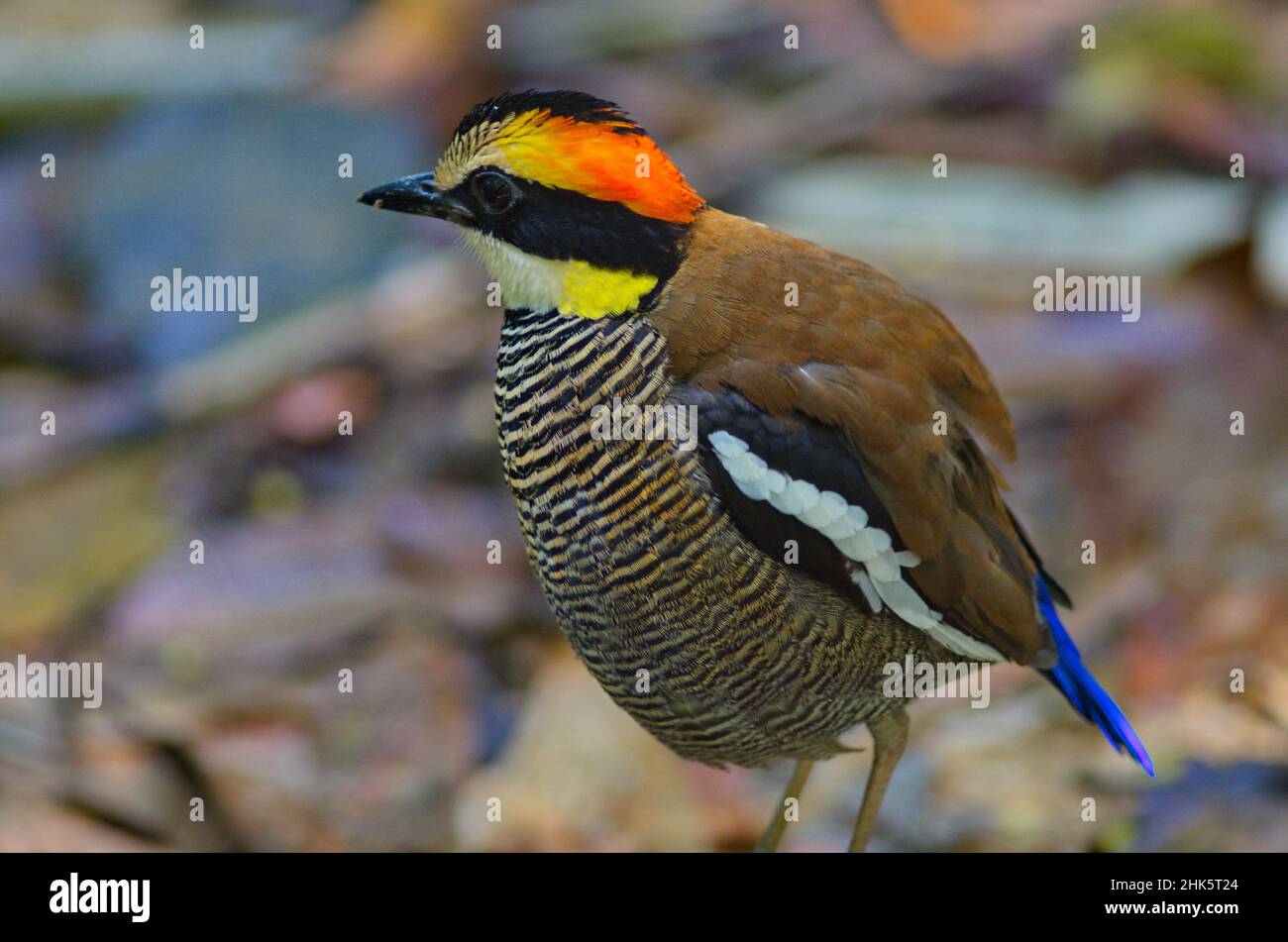 Banded Pitta Variety of Pitta birds Stock Photo - Alamy