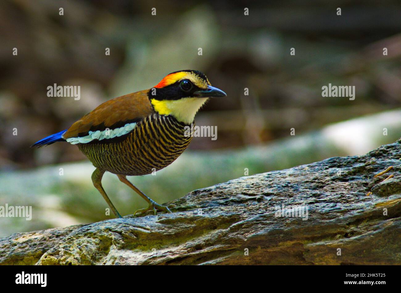 Banded Pitta Variety of Pitta birds Stock Photo - Alamy