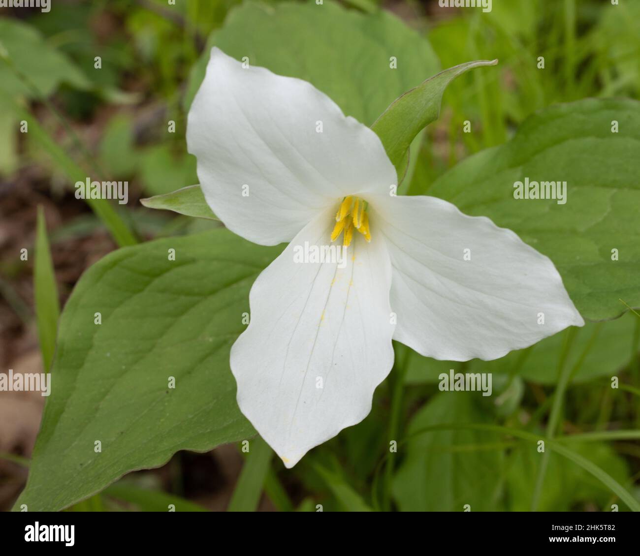 Three petaled flower hi-res stock photography and images - Alamy