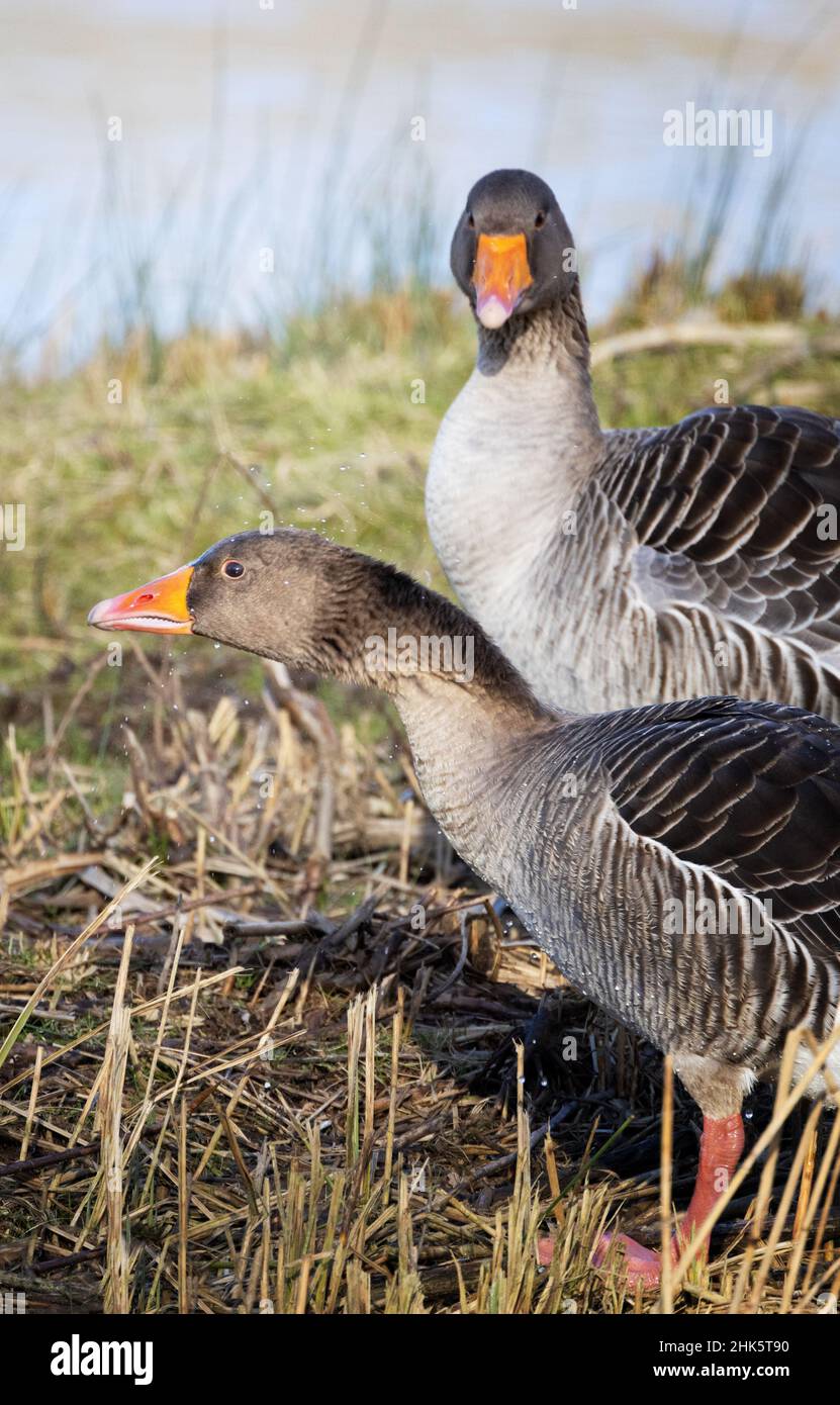British waterfowl; Two Greylag Geese, aka Graylag Geese; Anser Anser ...