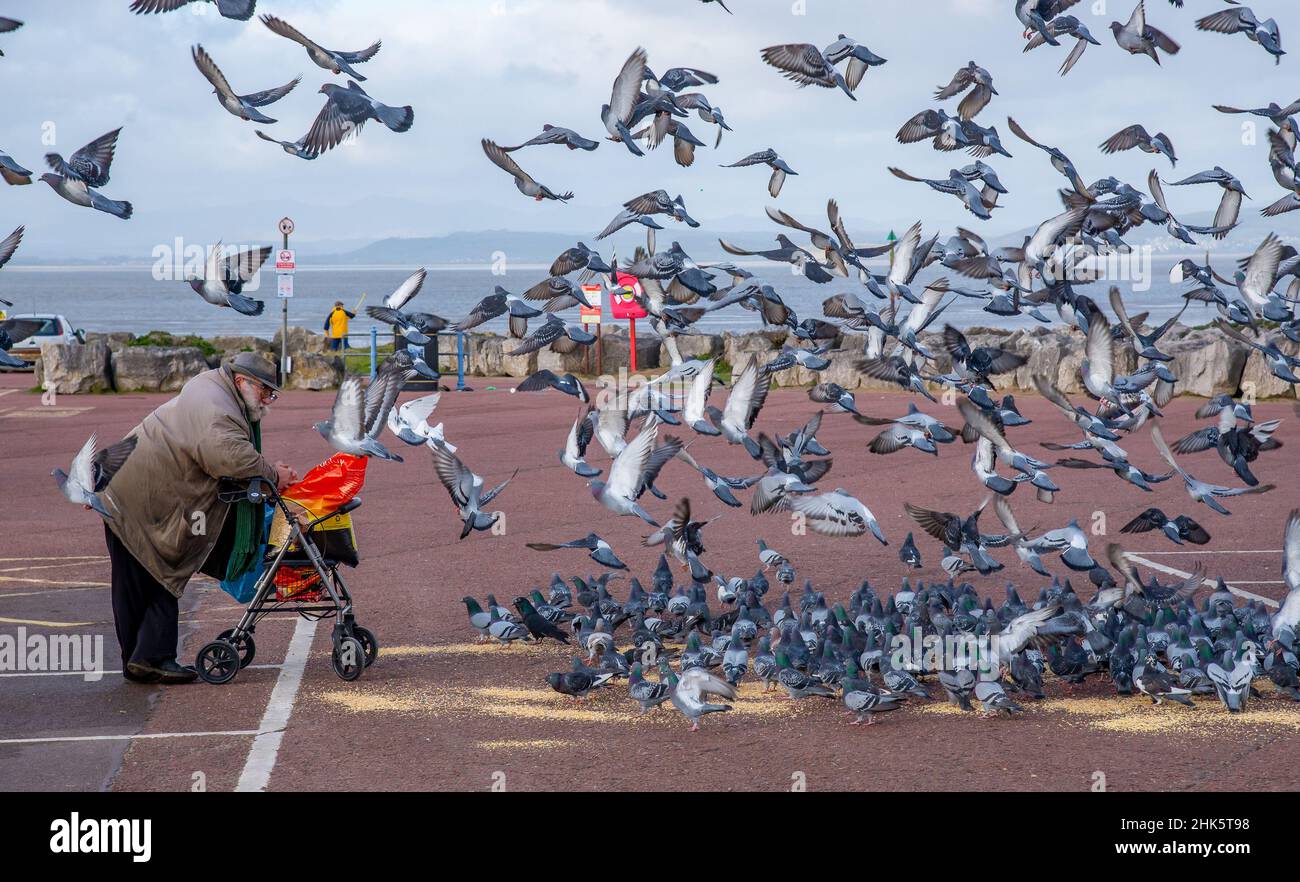 Promenade birds morecambe hi-res stock photography and images - Alamy