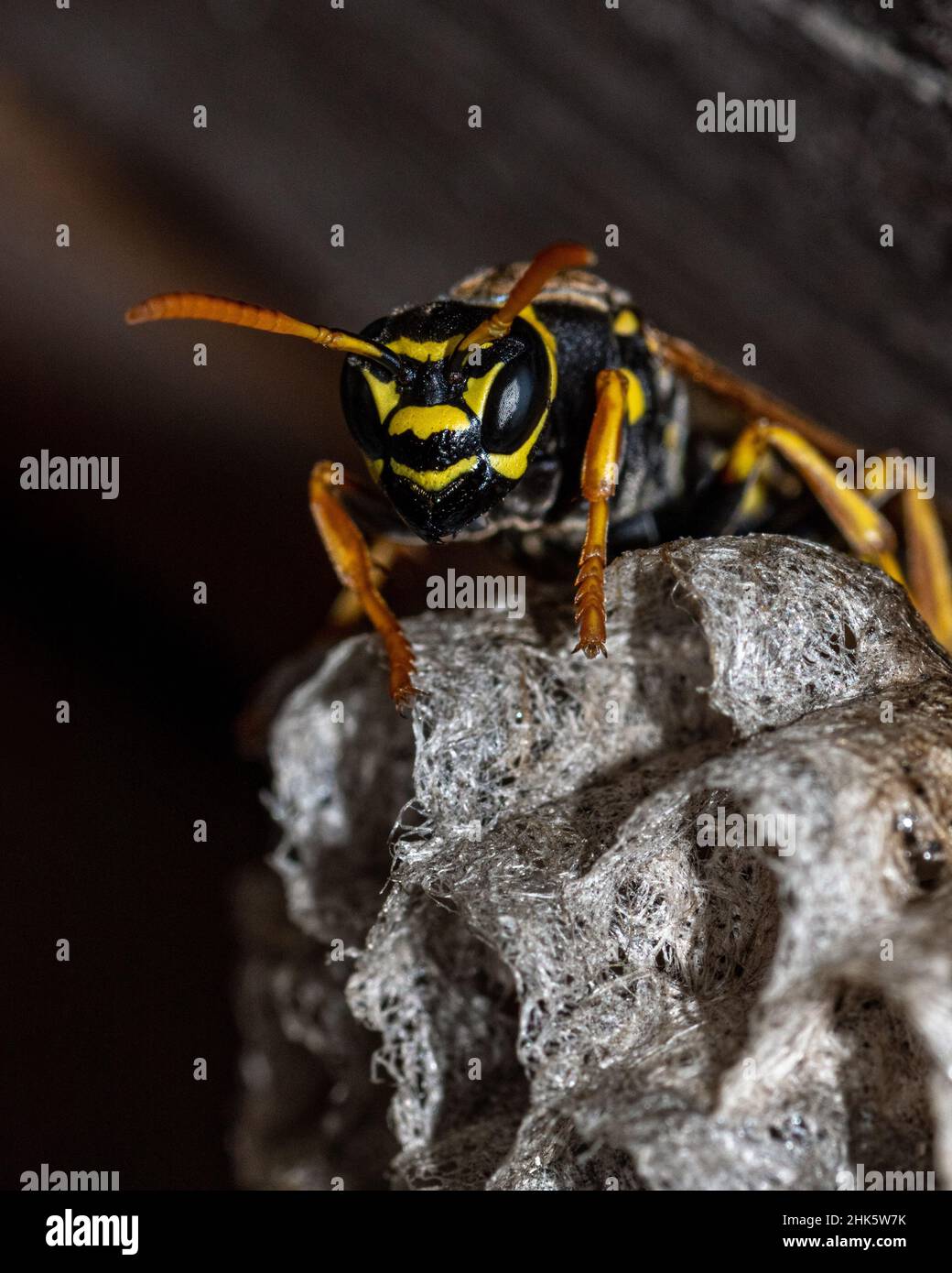 The European wasp builds a nest to create a new colony. Aspen nest of a ...