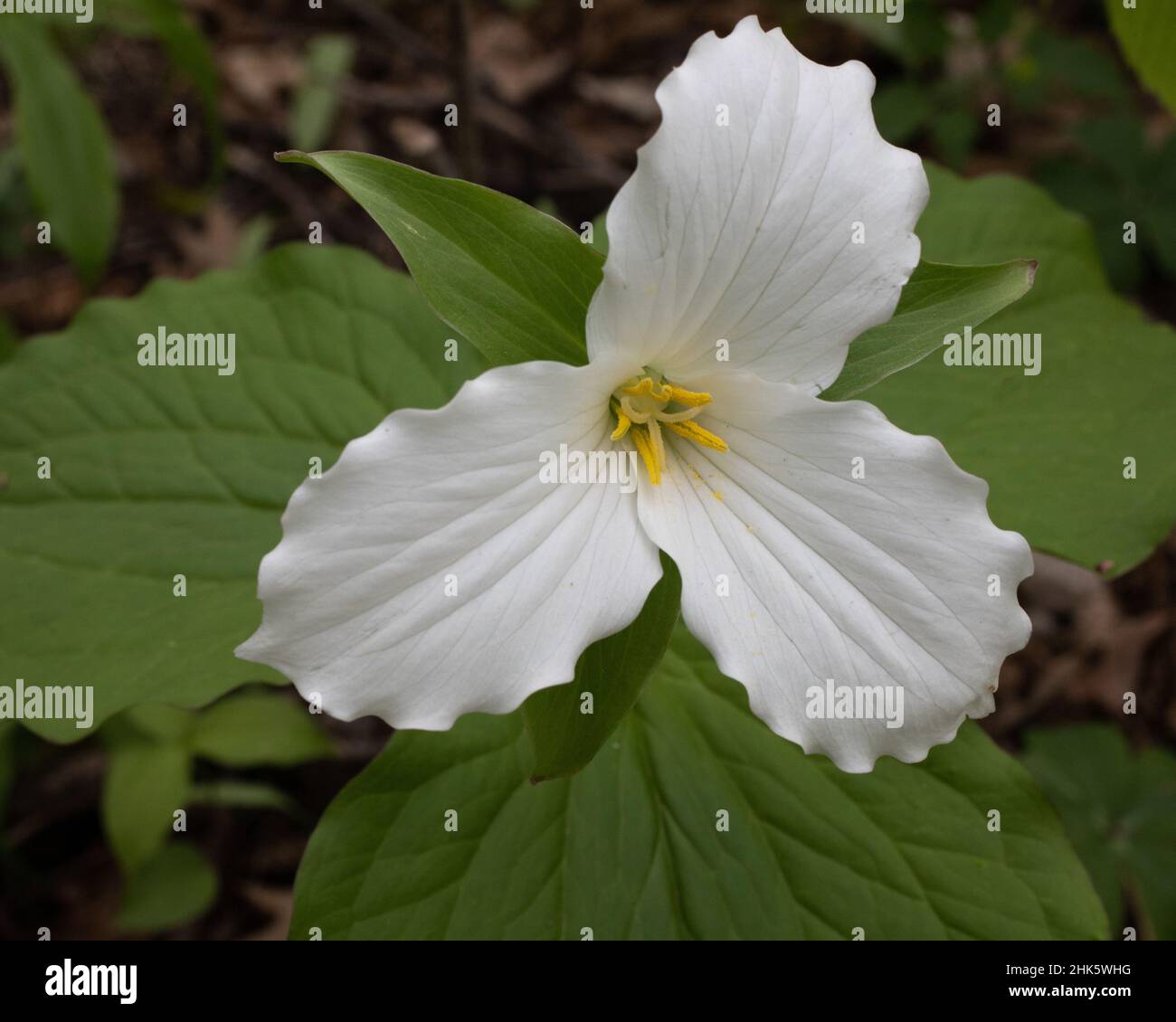 Three petaled flower hi-res stock photography and images - Alamy