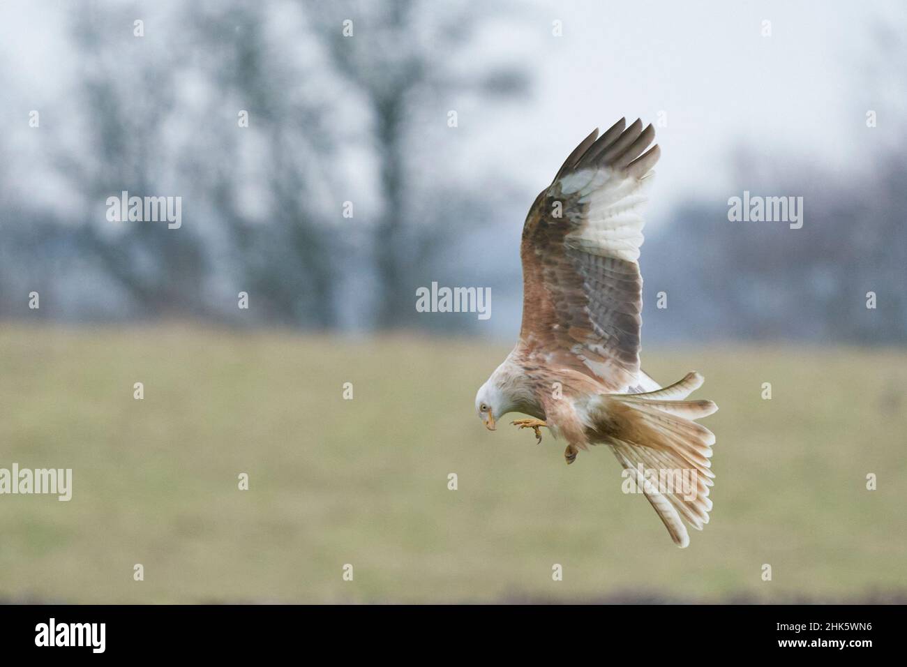 Rare white or leucistic Red Kite (Milvus milvus) flying across the ...