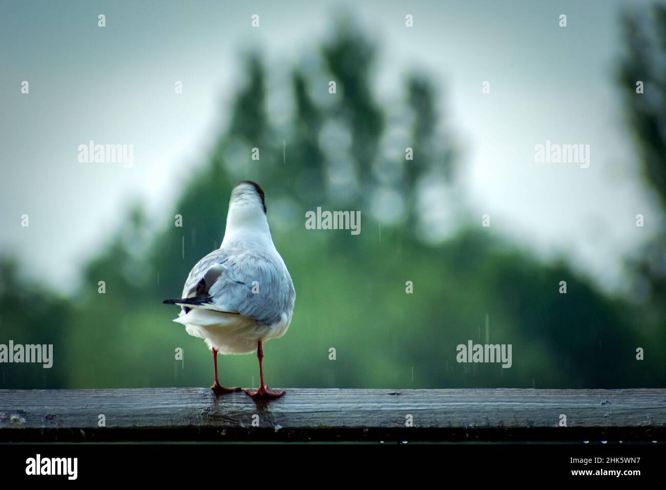 Seagull standing on a board and the rain falling Stock Photo - Alamy