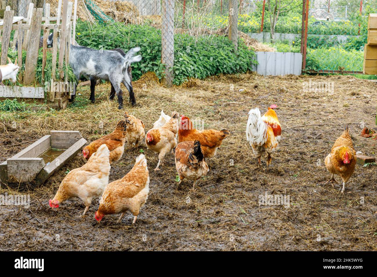 Goat and free range chicken on organic animal farm freely grazing in ...