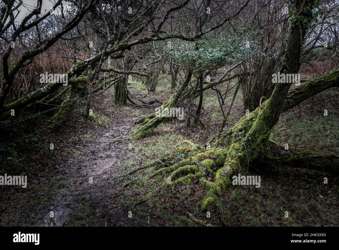 A muddy waterlogged track in a small copse of gnarled twisted trees on ...