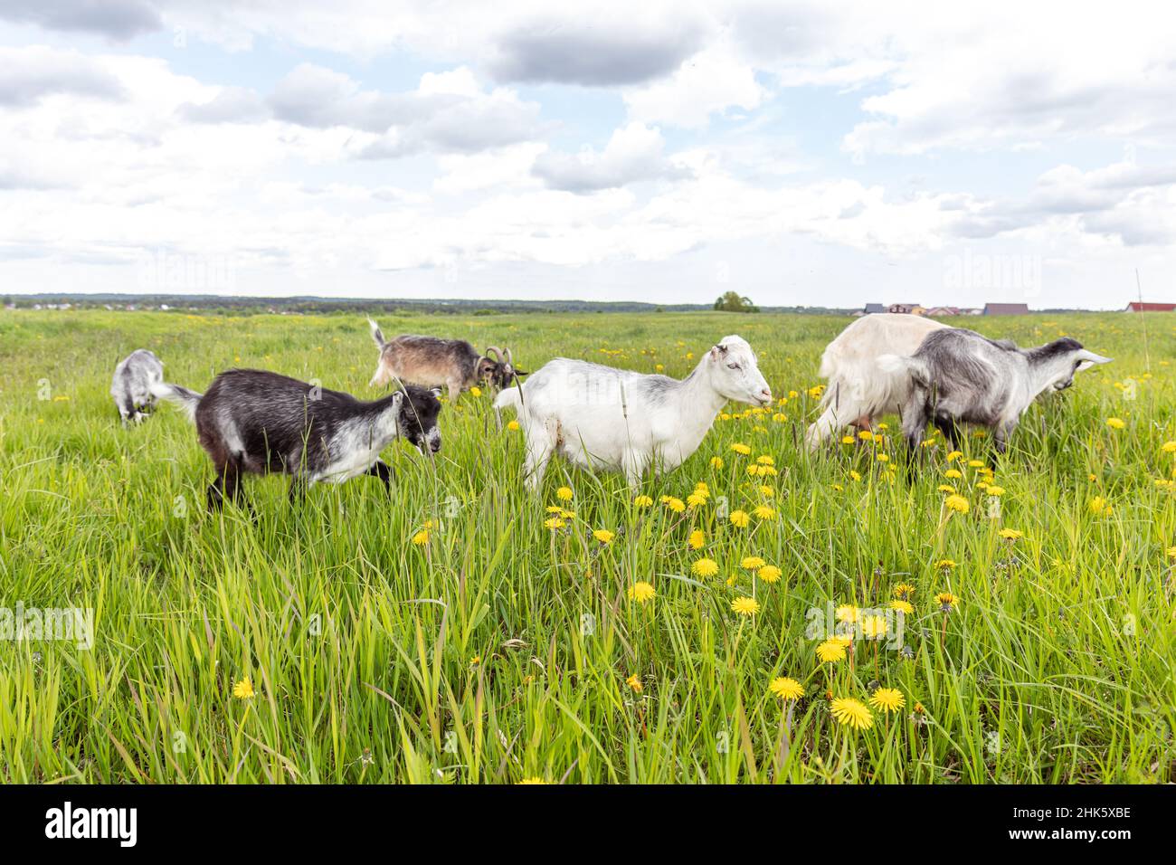 Cute free range goatling on organic natural eco animal farm freely ...
