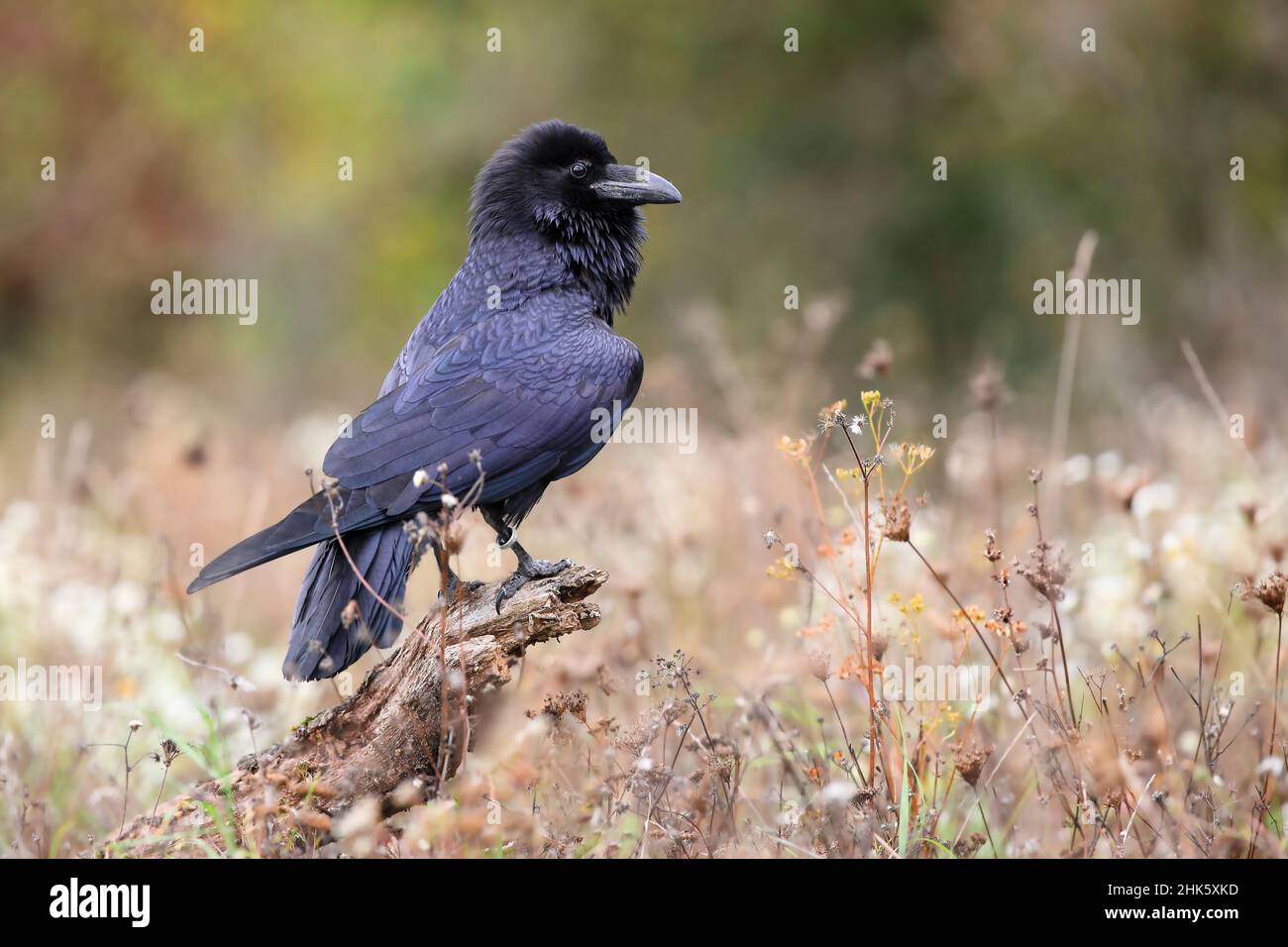 Common raven sitting on wood in autumn environment Stock Photo - Alamy