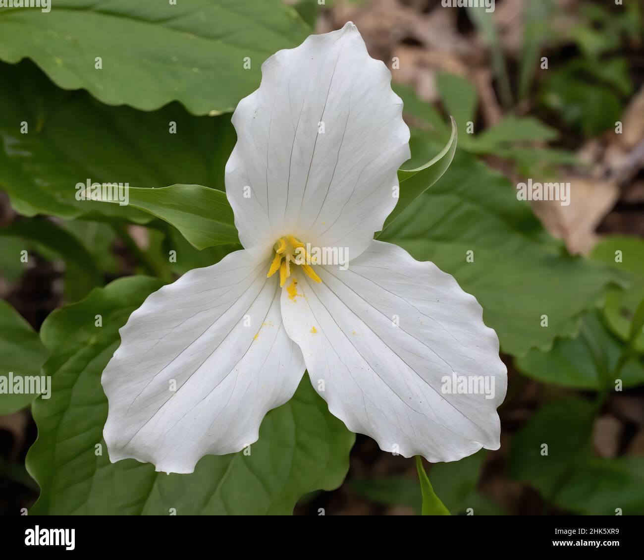 Three petaled flower hi-res stock photography and images - Alamy