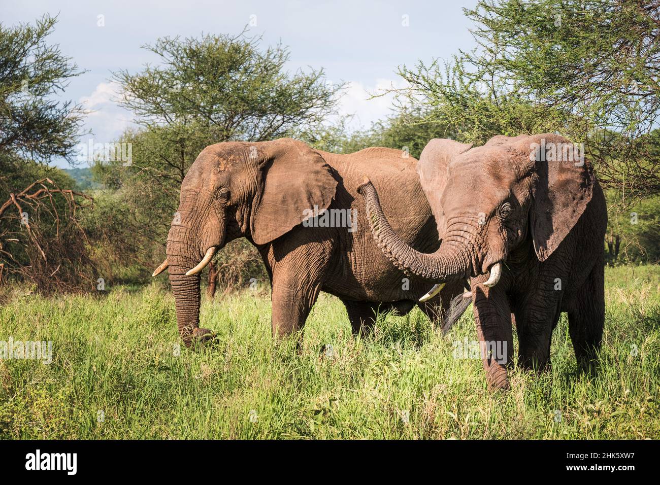 Two African bush elephants portrait in the Tarangire National Park ...