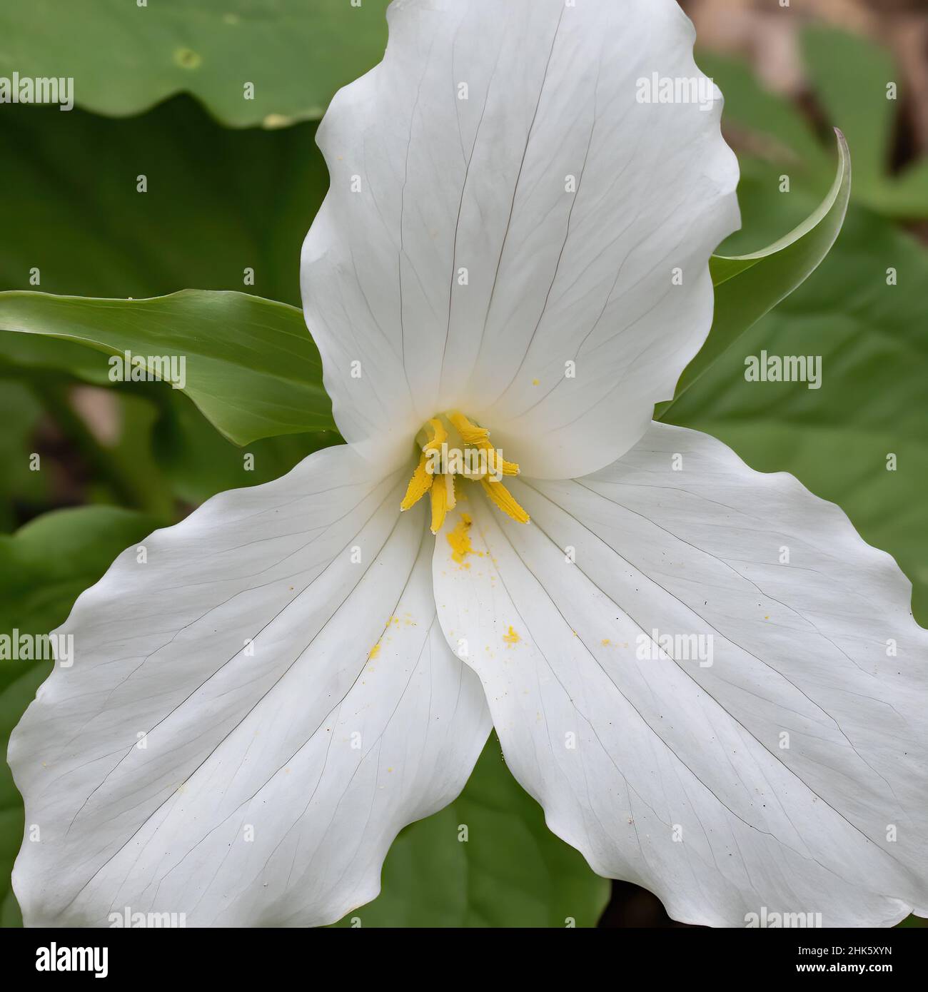 Three petaled flower hi-res stock photography and images - Alamy